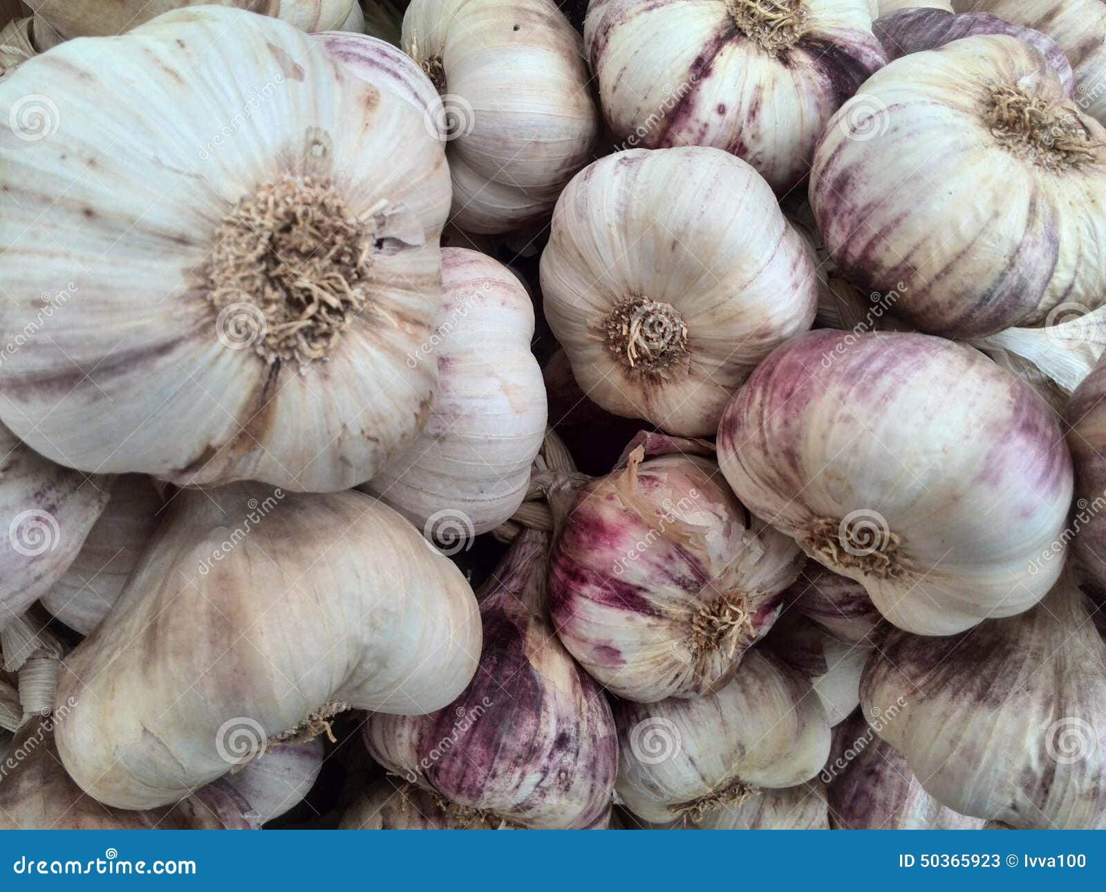 White garlic stock image. Image of pink, farmers, spices - 50365923