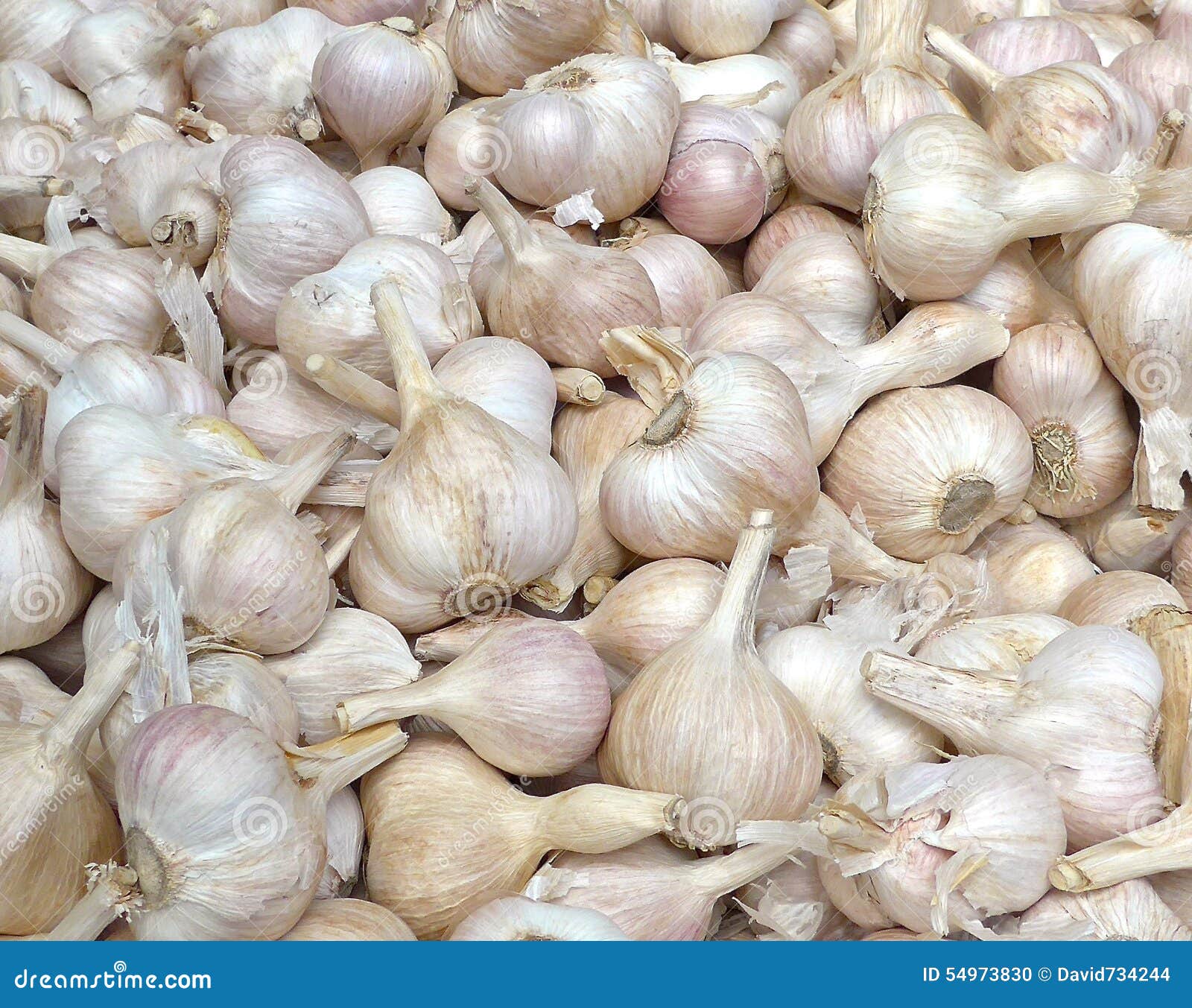 White garlic for sale stock photo. Image of backdrop - 54973830