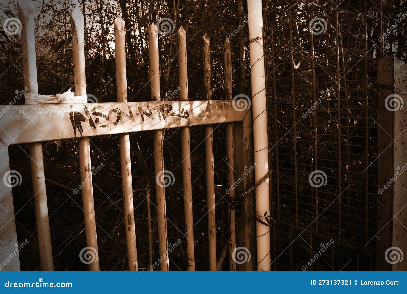 White gate stock image. Image of iron, gate, light, symmetry - 273137321