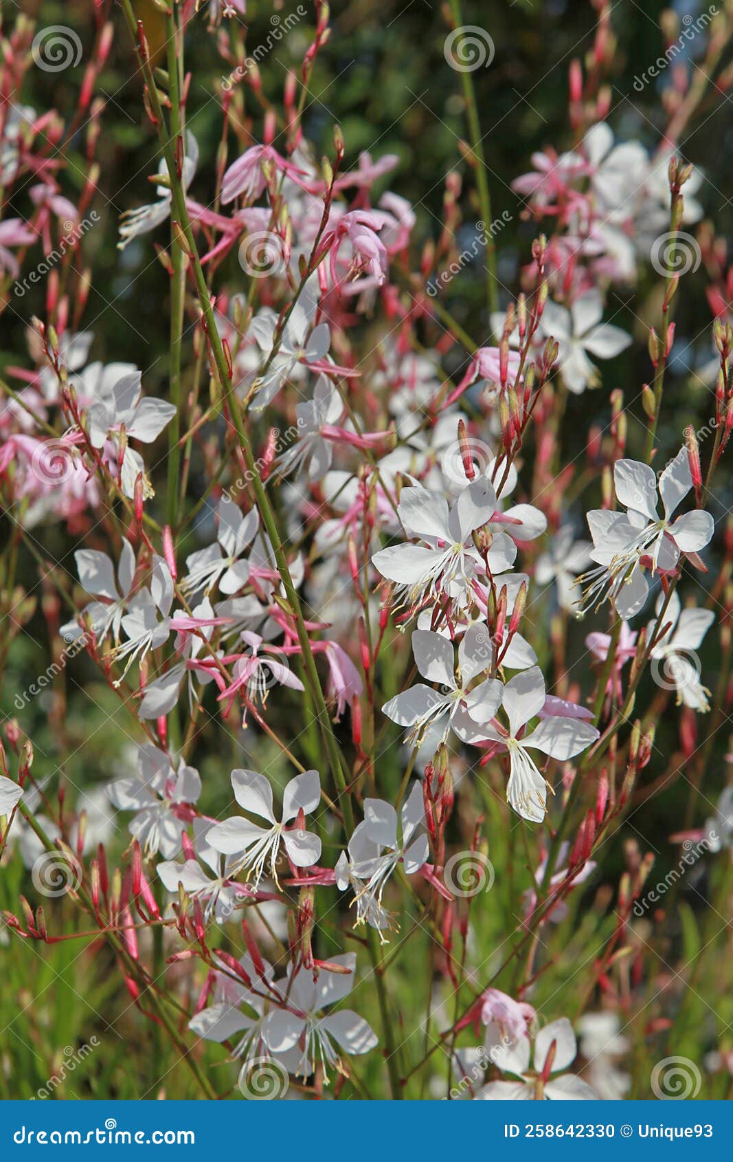 White gaura flowers stock photo. Image of garden, plant - 258642330