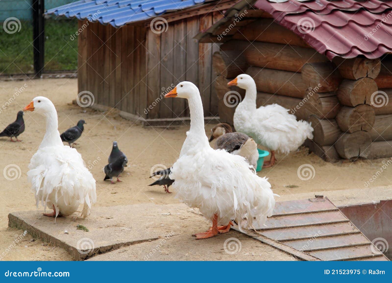 White geese called Bride stock image. Image of pigeons - 21523975