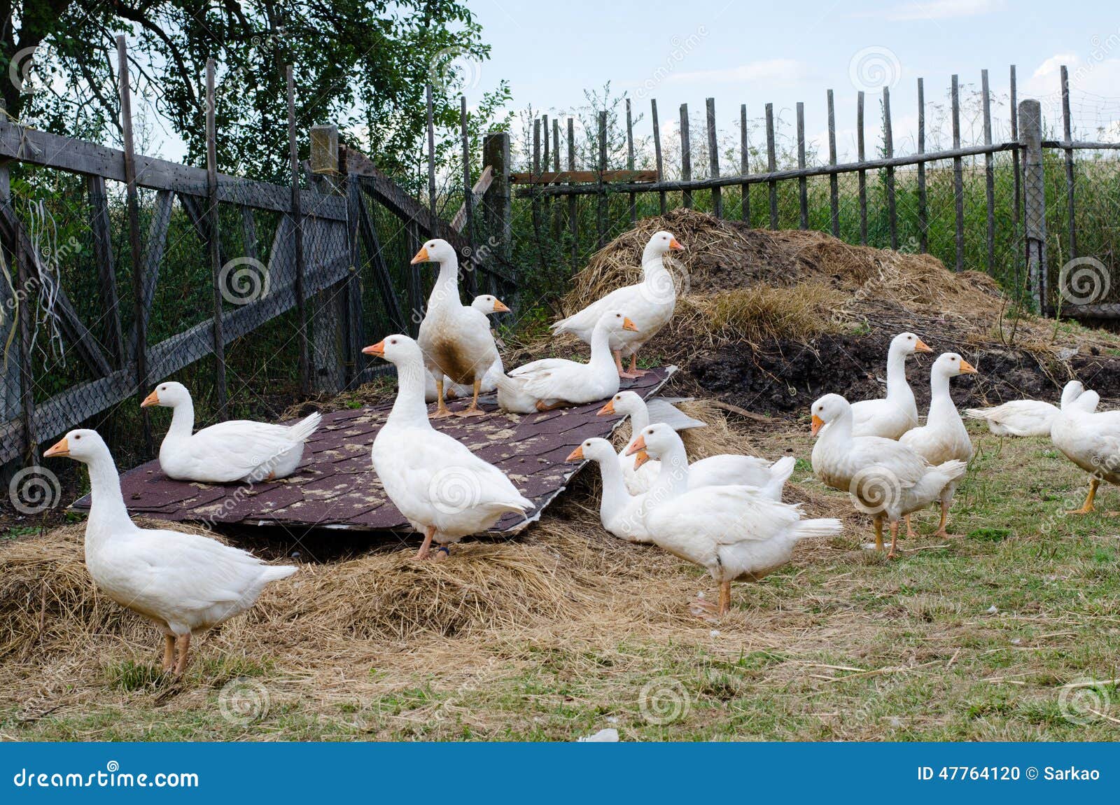 White geese stock photo. Image of farm, food, grass, animal - 47764120