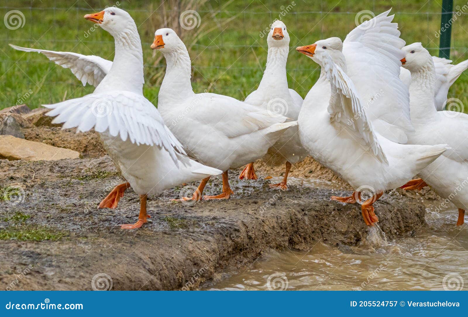 White geese on the farm stock image. Image of flock - 205524757