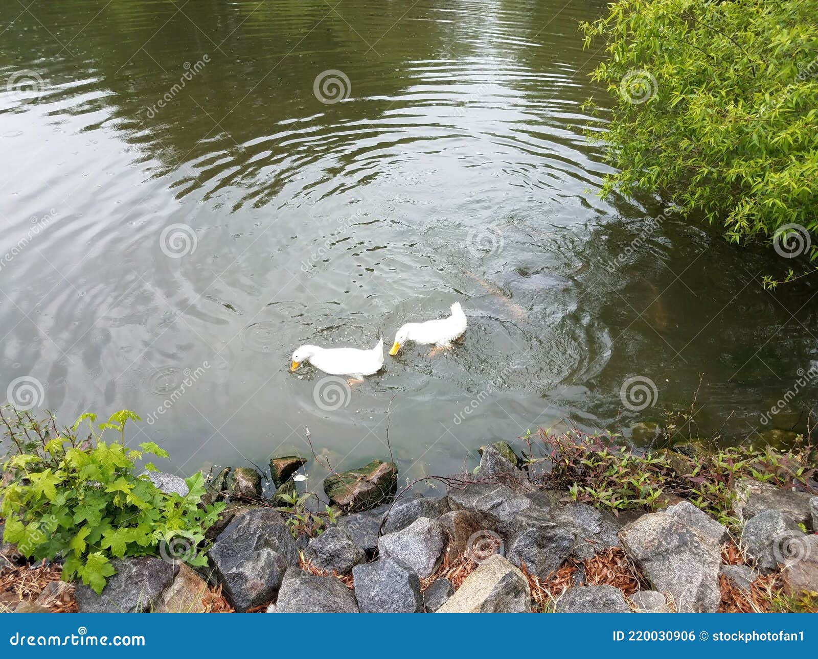 White Geese and Fish in Lake or Pond Stock Photo - Image of goose ...
