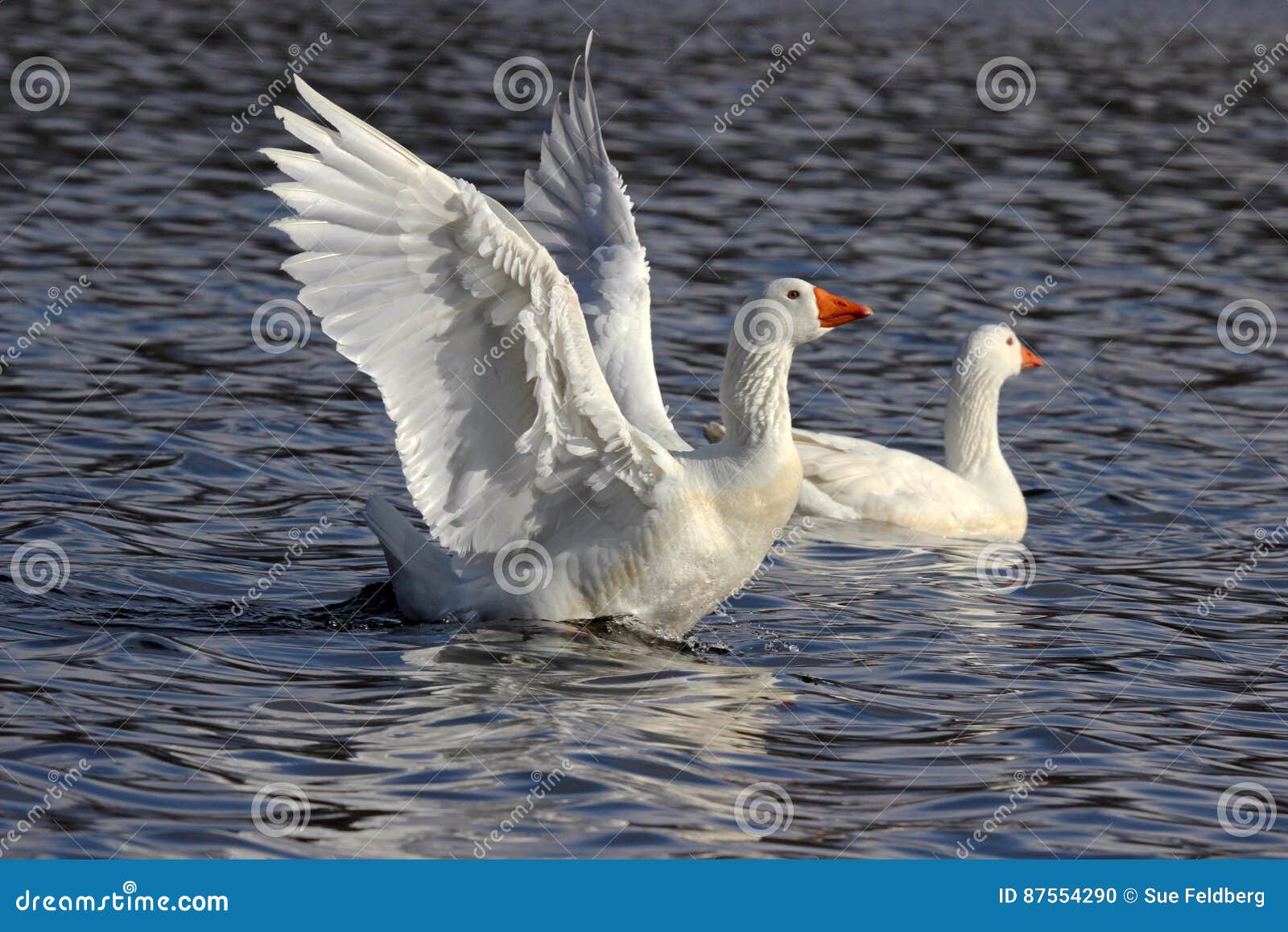 White Geese in a Flap stock photo. Image of couple, white - 87554290