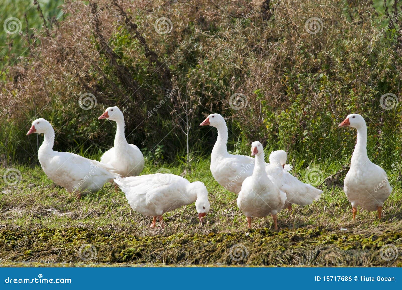 White Geese Flock stock photo. Image of goose, farm, domestic - 15717686