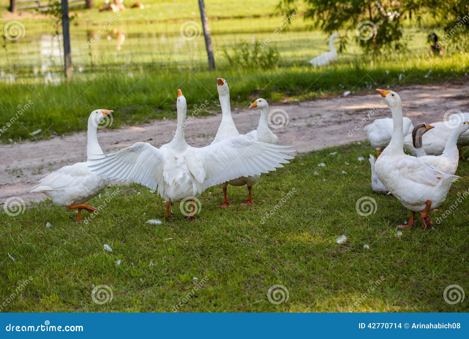 White geese stock photo. Image of geese, animals, horry - 42770714