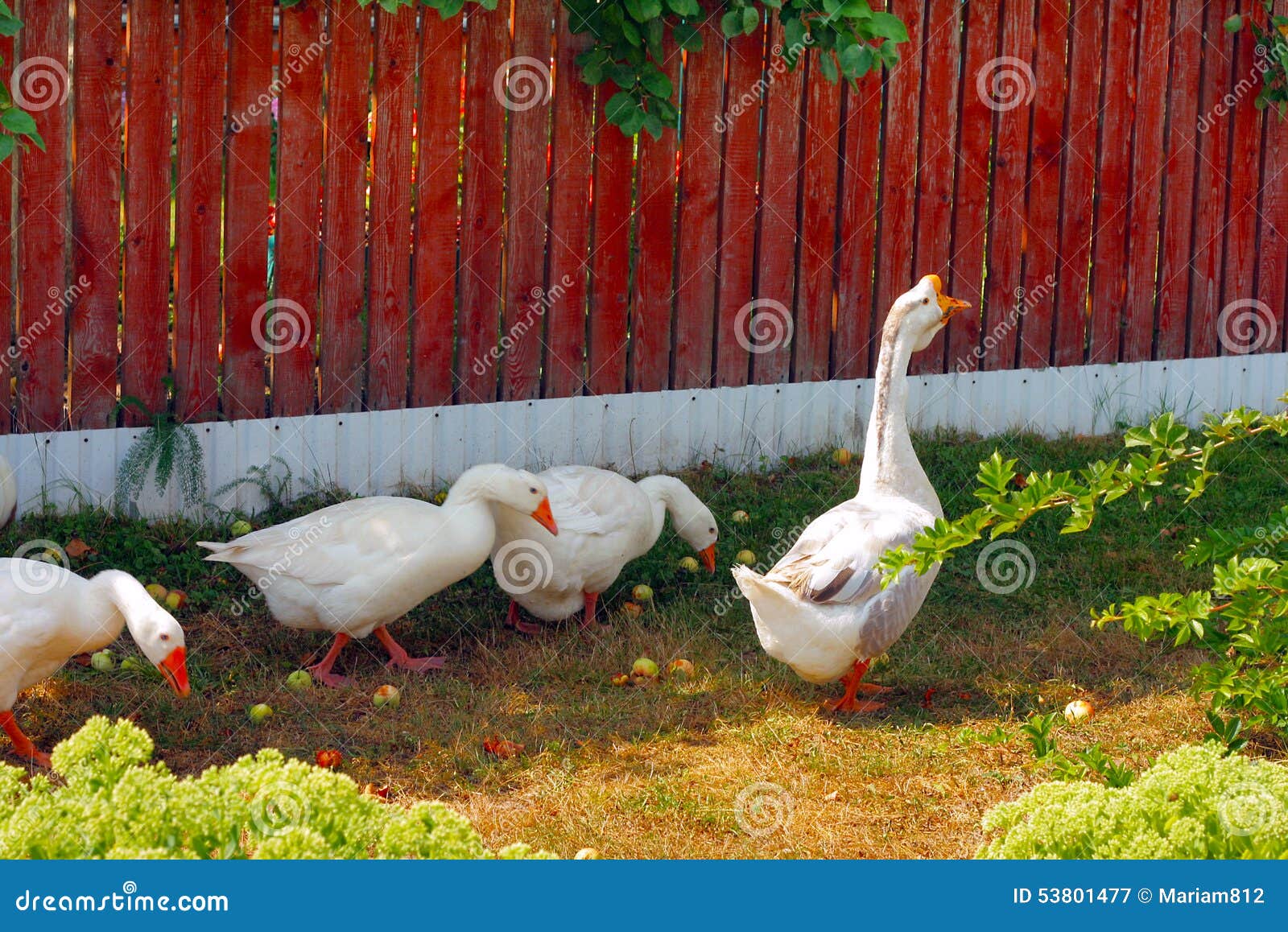White geese stock image. Image of bright, sunny, goose - 53801477