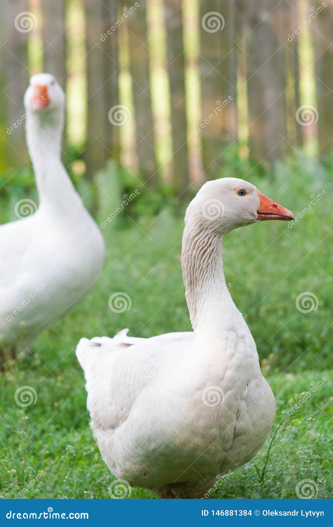 White Geese on Green Grass Field Stock Photo - Image of background ...