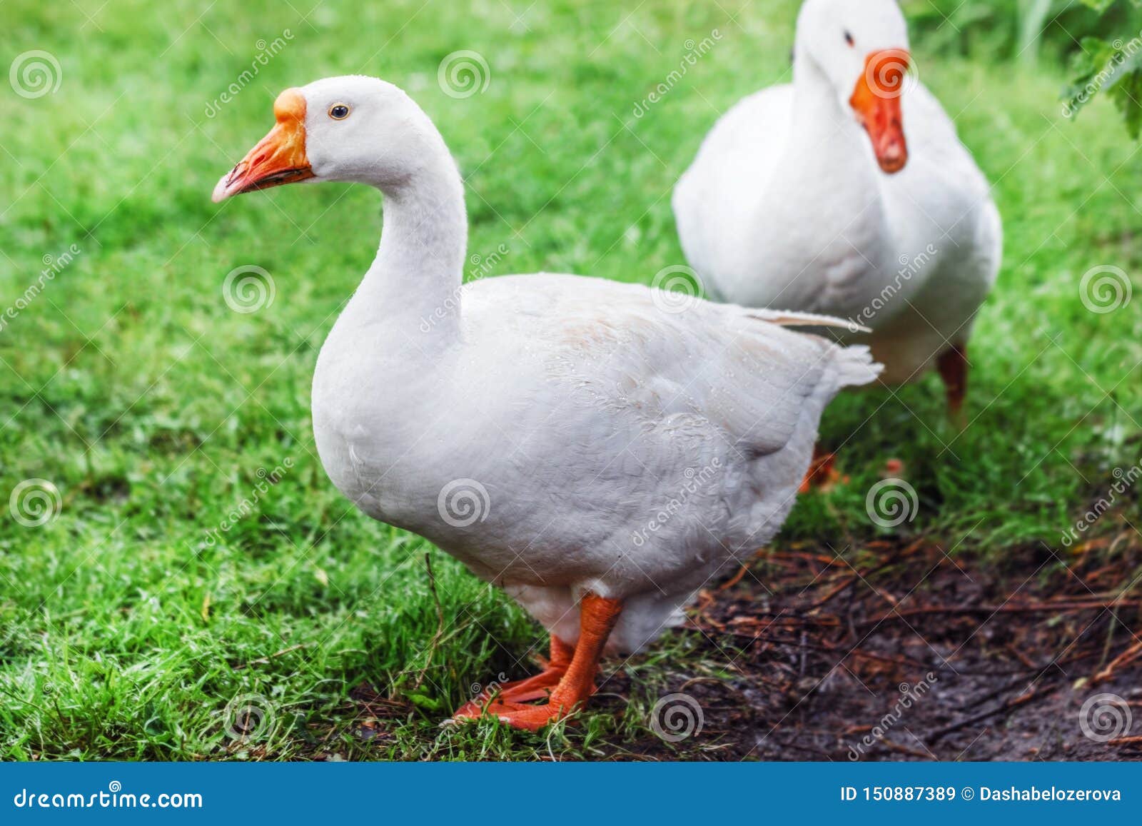 White geese on green grass stock image. Image of beak - 150887389