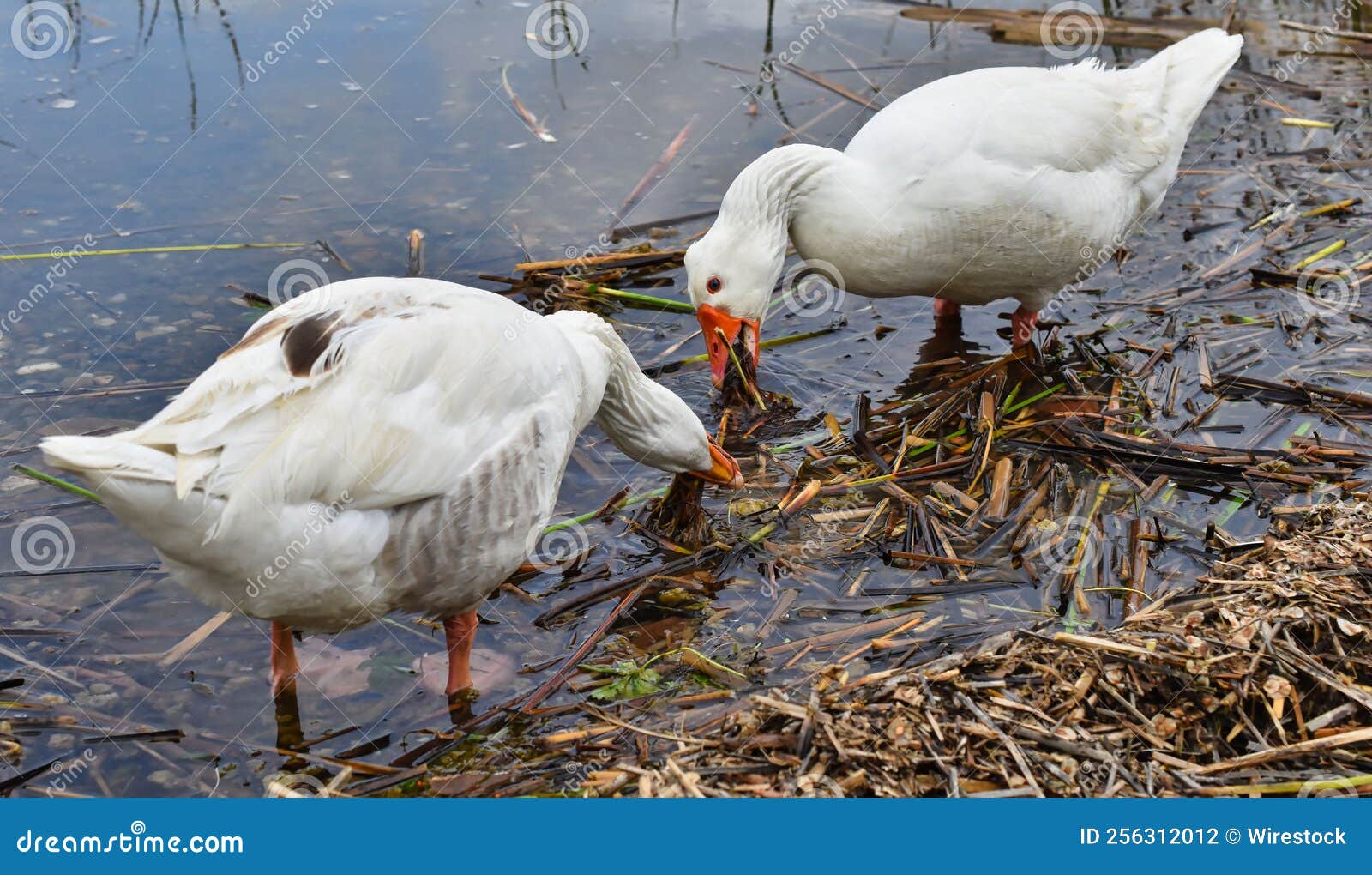 White Geese Looking for Food on the Lake Stock Photo - Image of nature ...
