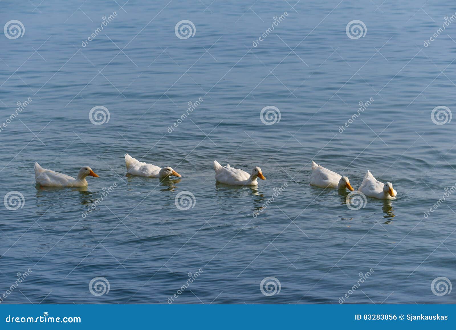White geese in the sea stock photo. Image of cute, bird - 83283056