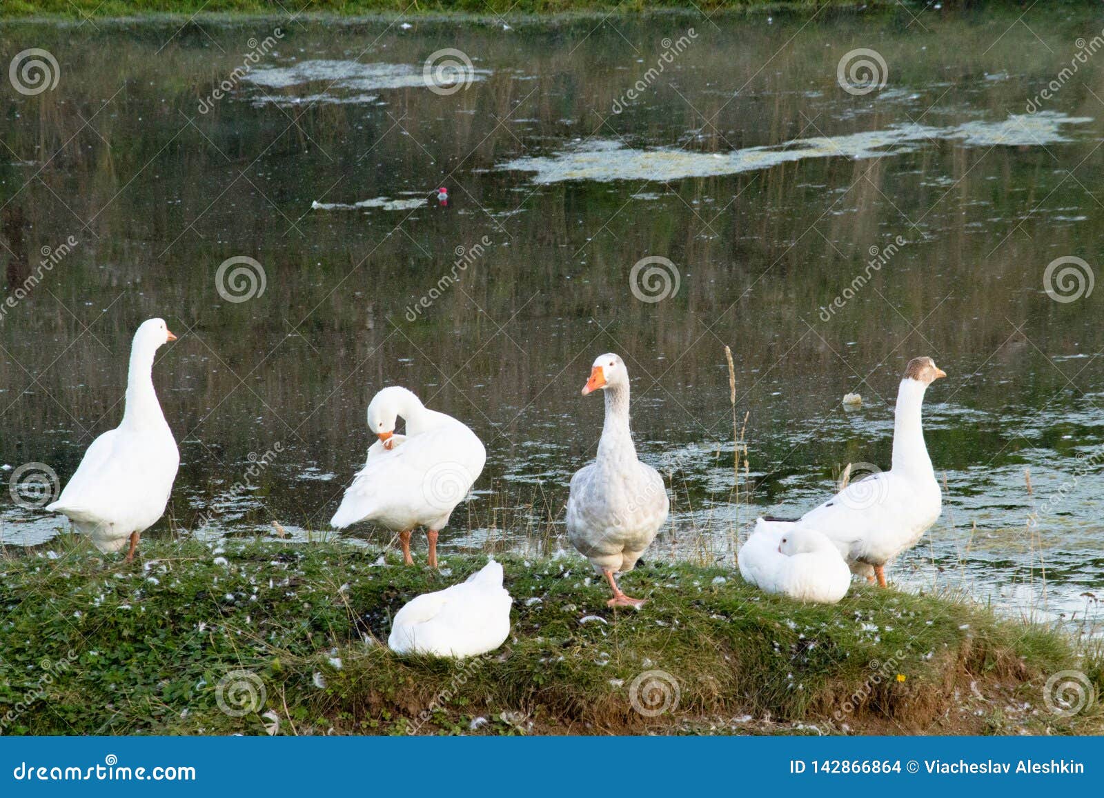 White Geese on the Shore of the Pond Stock Photo - Image of geese ...