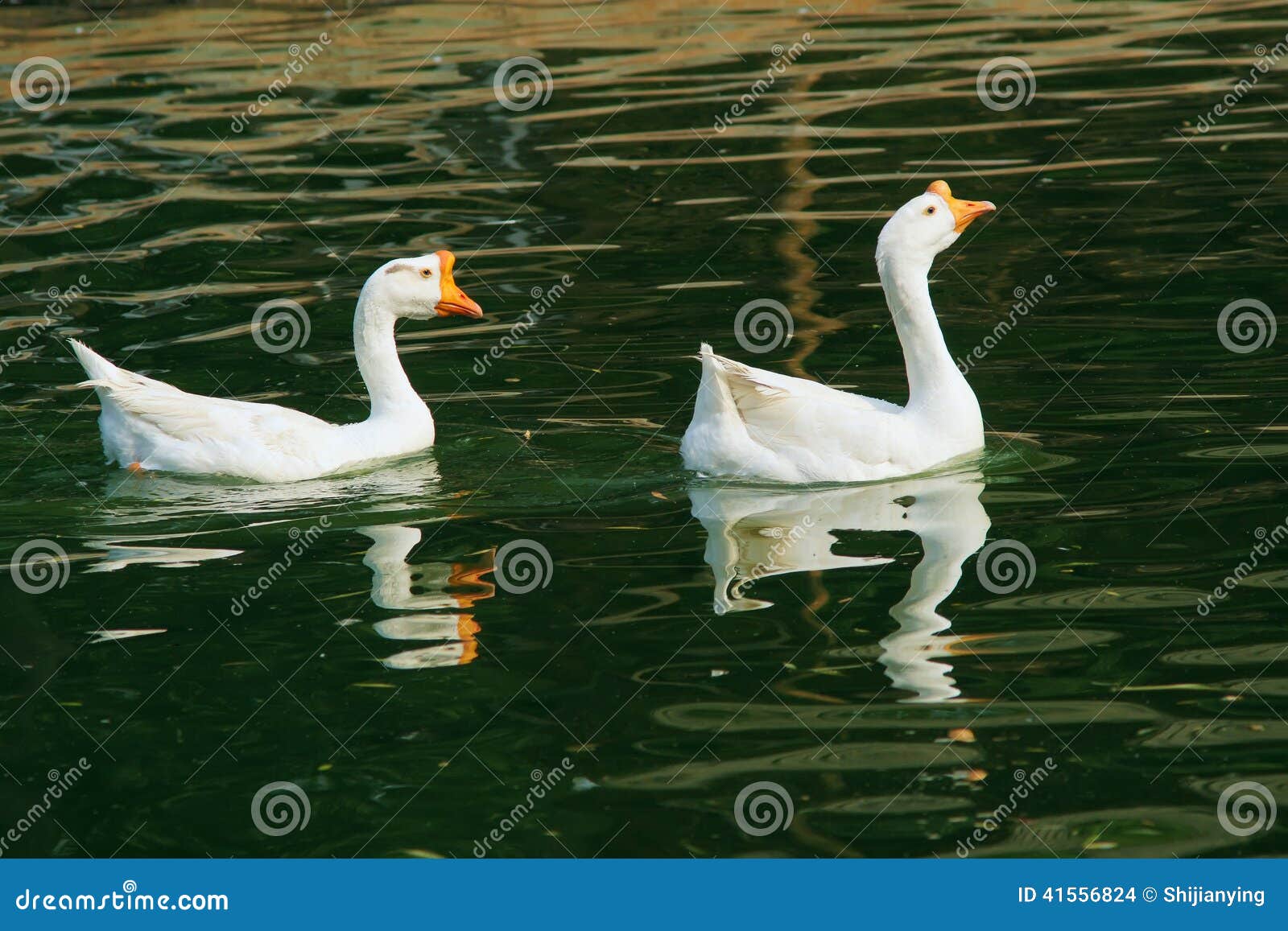 White geese stock photo. Image of lake, animal, closeup - 41556824