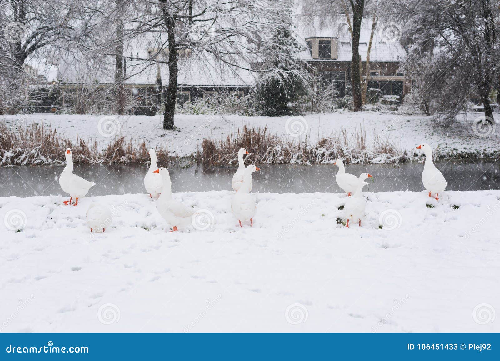 White geese under the snow stock image. Image of wild - 106451433