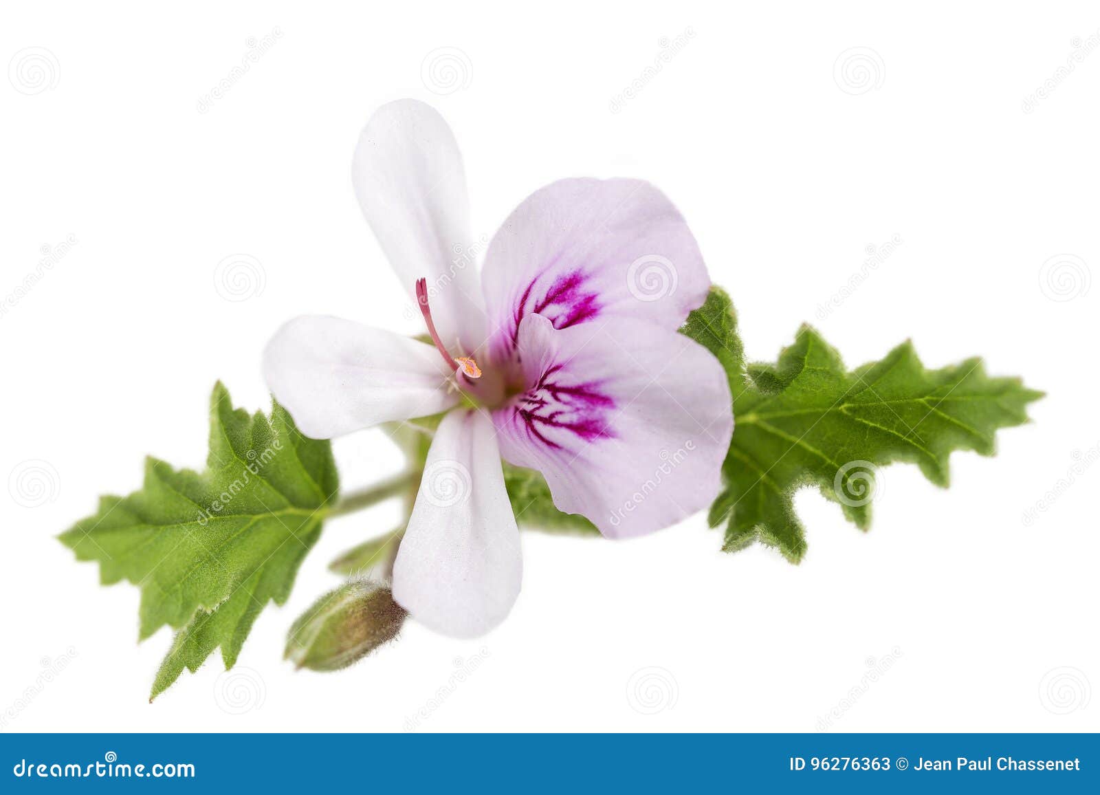 White Geranium Pelargonium Graveolens on White Stock Image - Image of ...