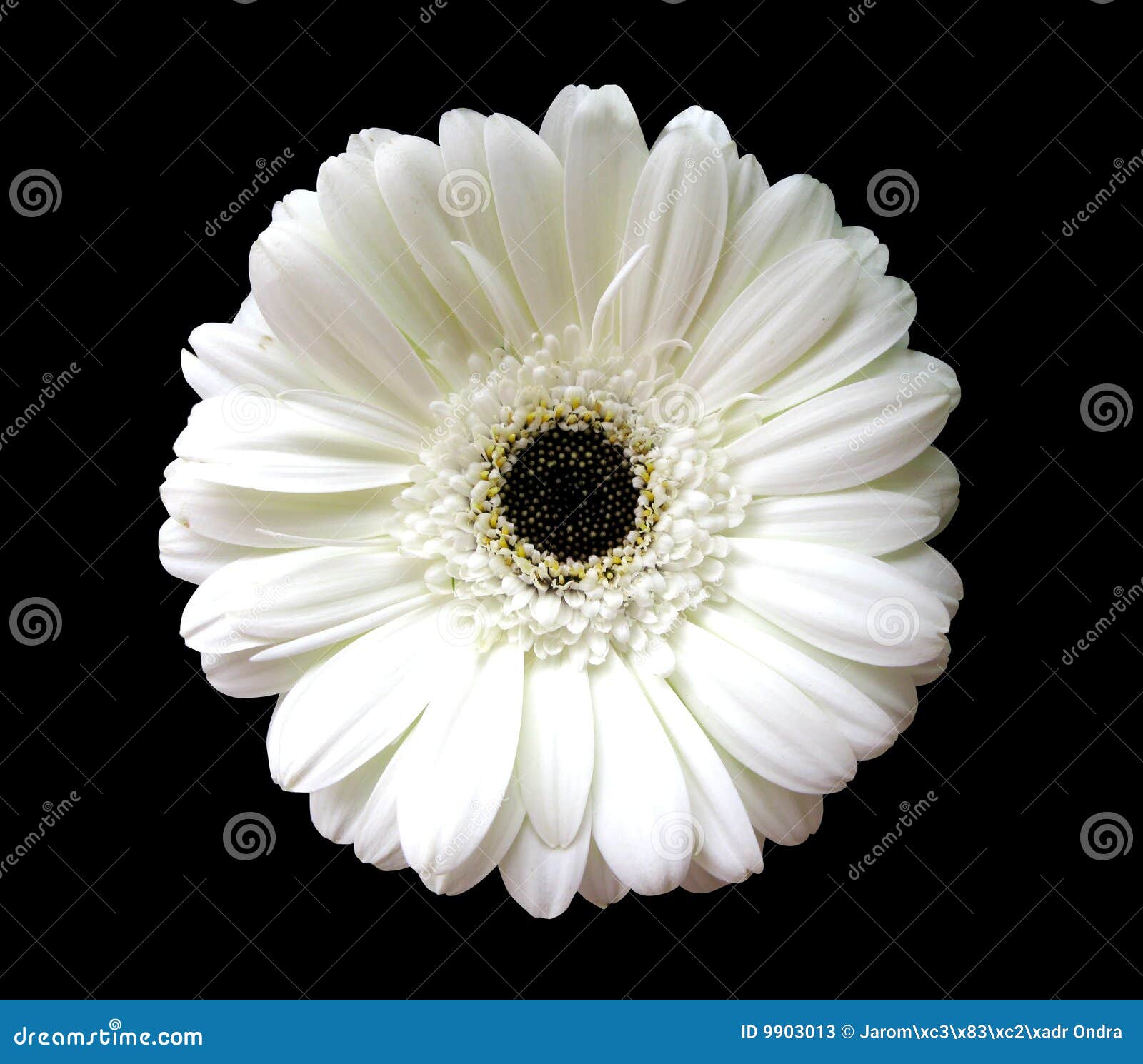 White gerber stock image. Image of gerbera, nature, macro - 9903013