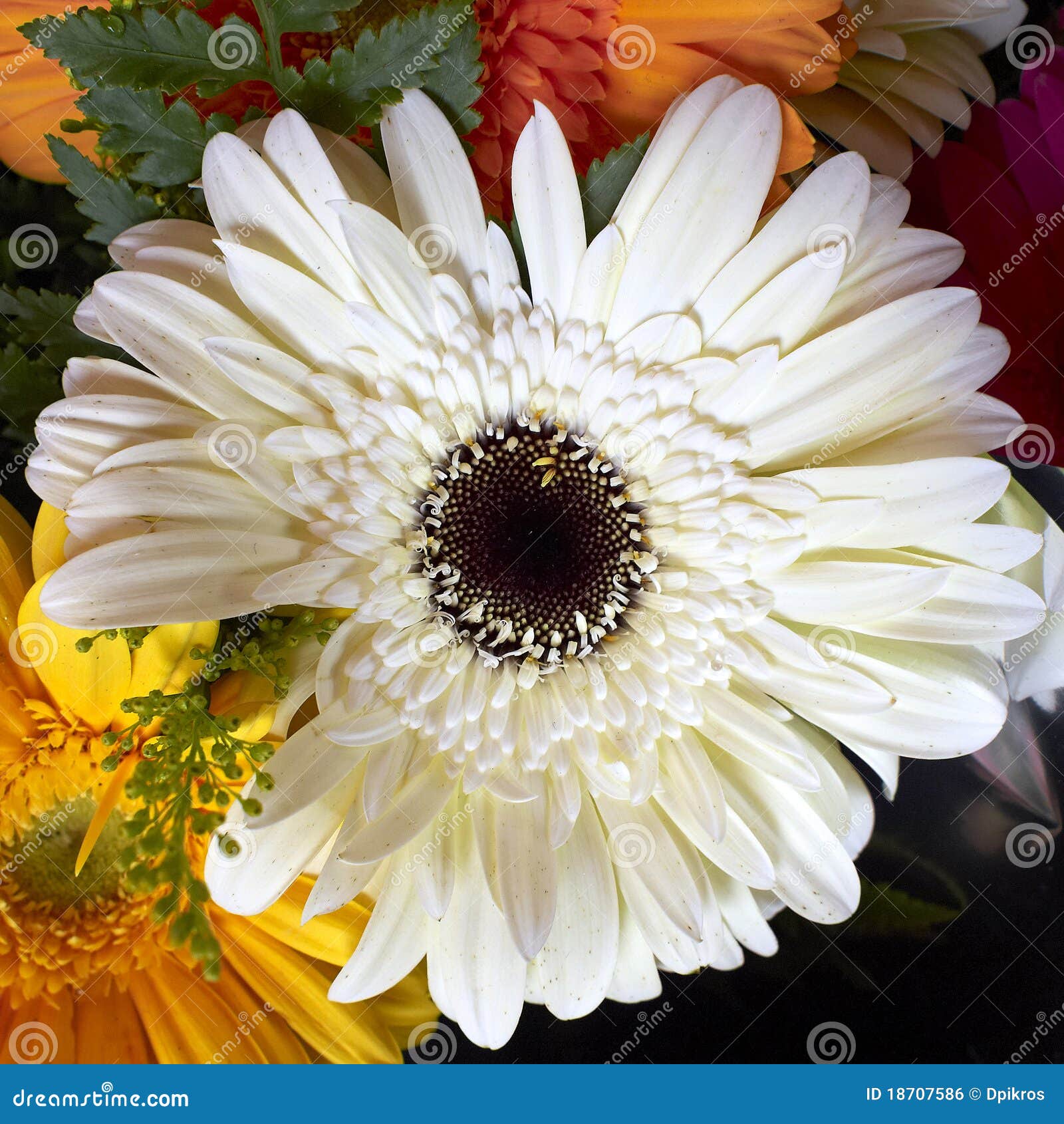 White gerber daisy stock photo. Image of daisy, bloom - 18707586