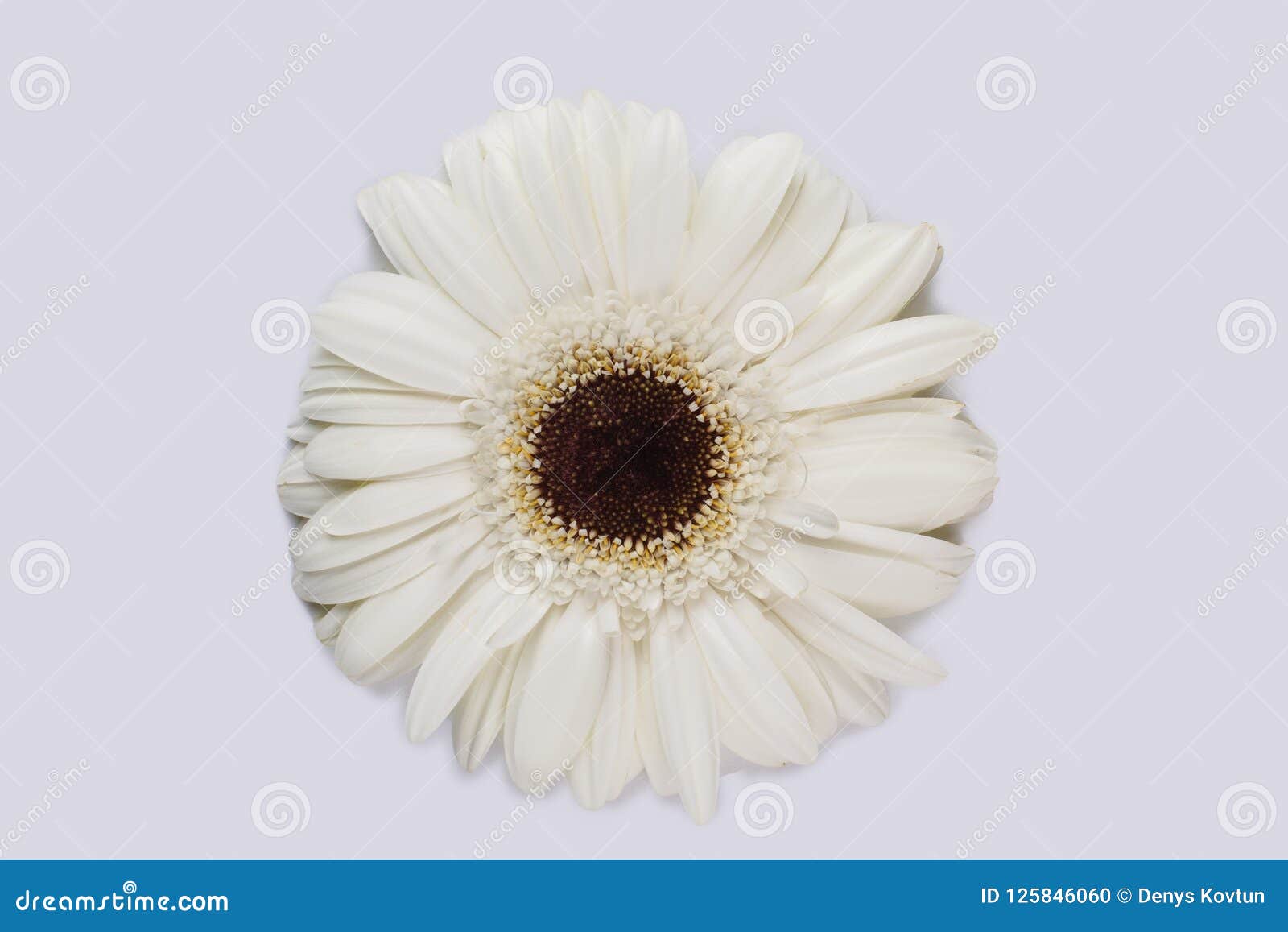 White Gerber Daisy Flower Isolated on White. Stock Photo - Image of ...