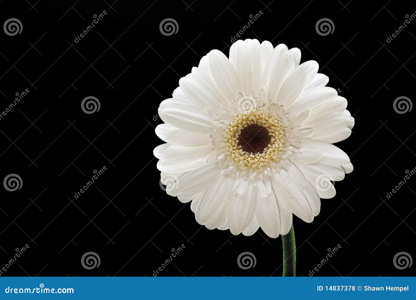 White Gerbera stock photo. Image of beautiful, freshness - 14837378