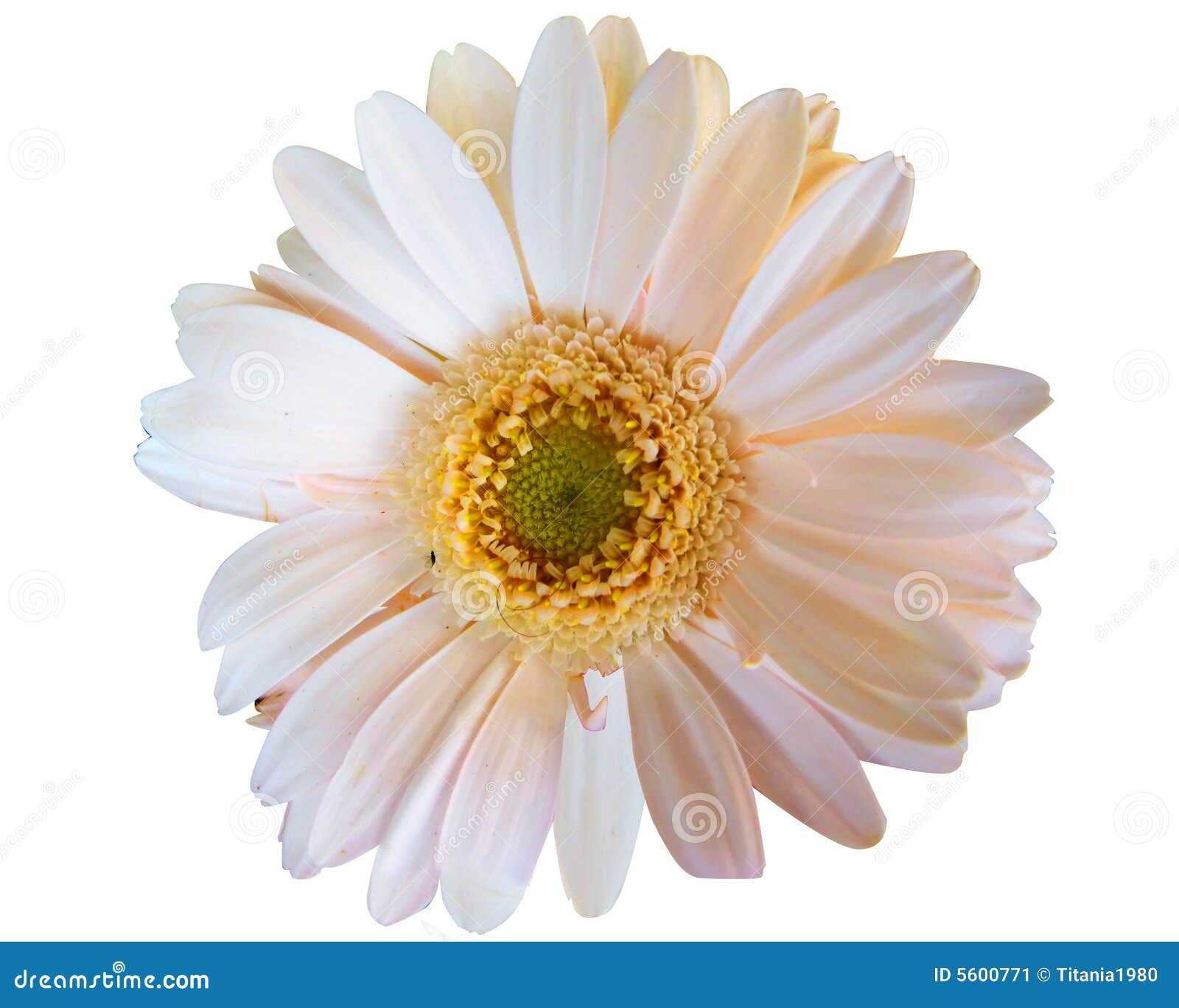 White Gerbera stock image. Image of white, gerbera, blossom - 5600771