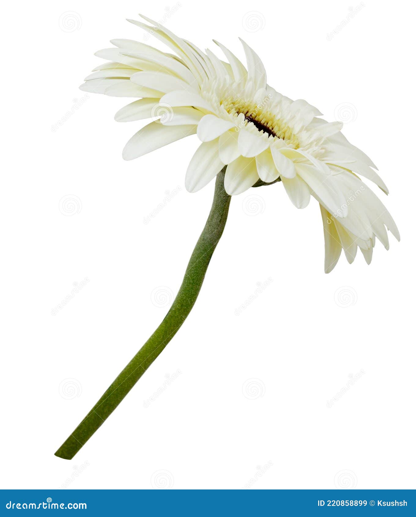 White gerbera flower stock image. Image of blooming - 220858899