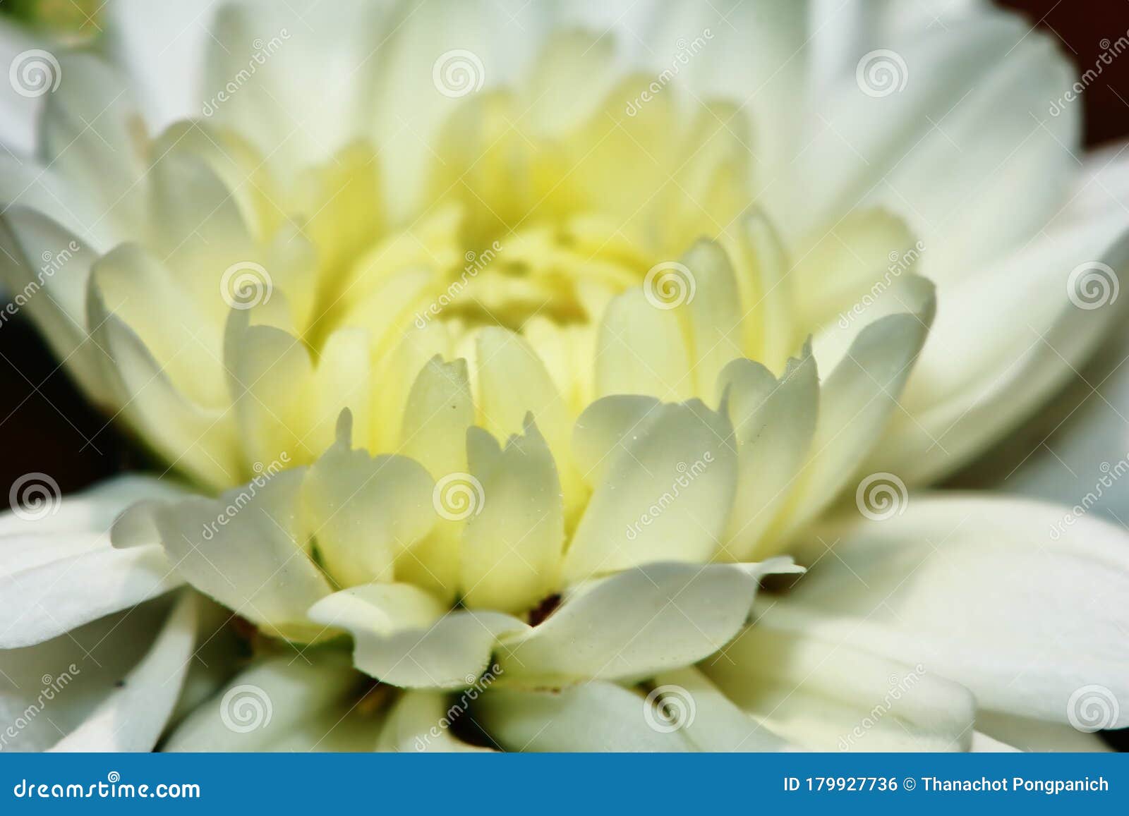 White Gerbera Flower on Macro for Backgrounds Stock Photo - Image of ...