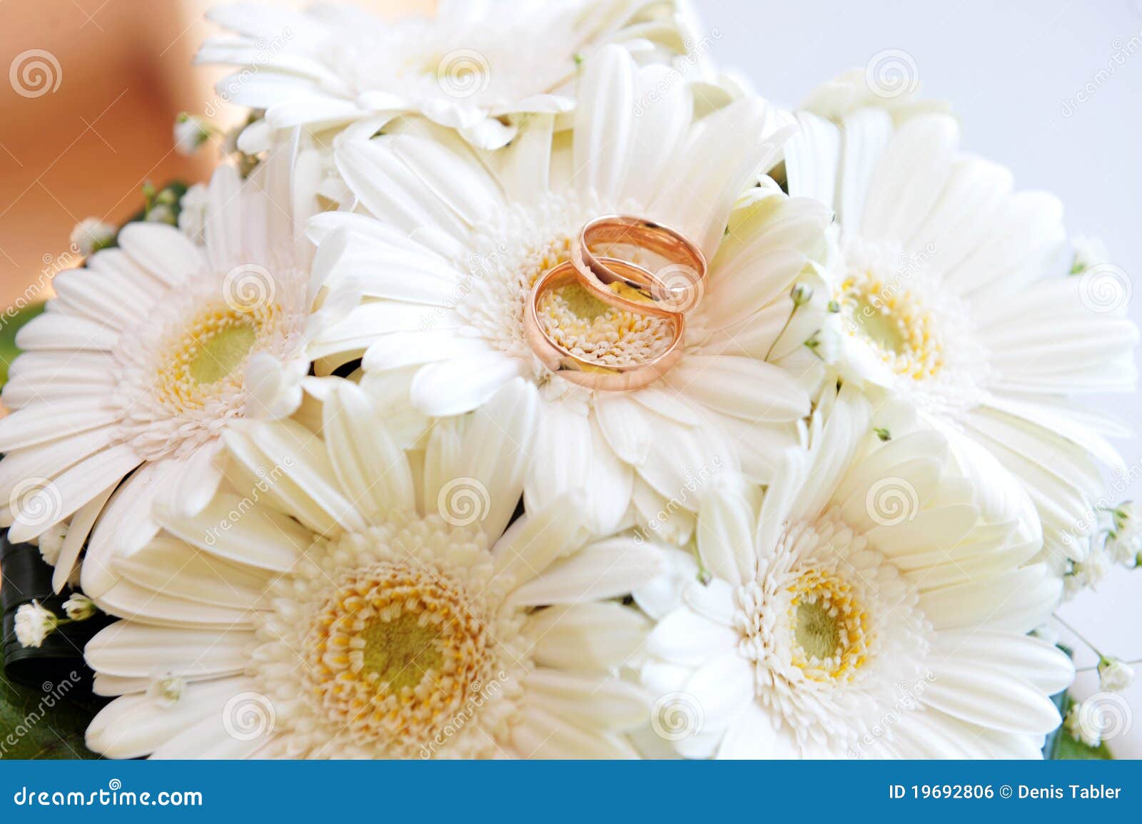 White Gerbera and Wedding Rings Stock Photo - Image of decorations ...