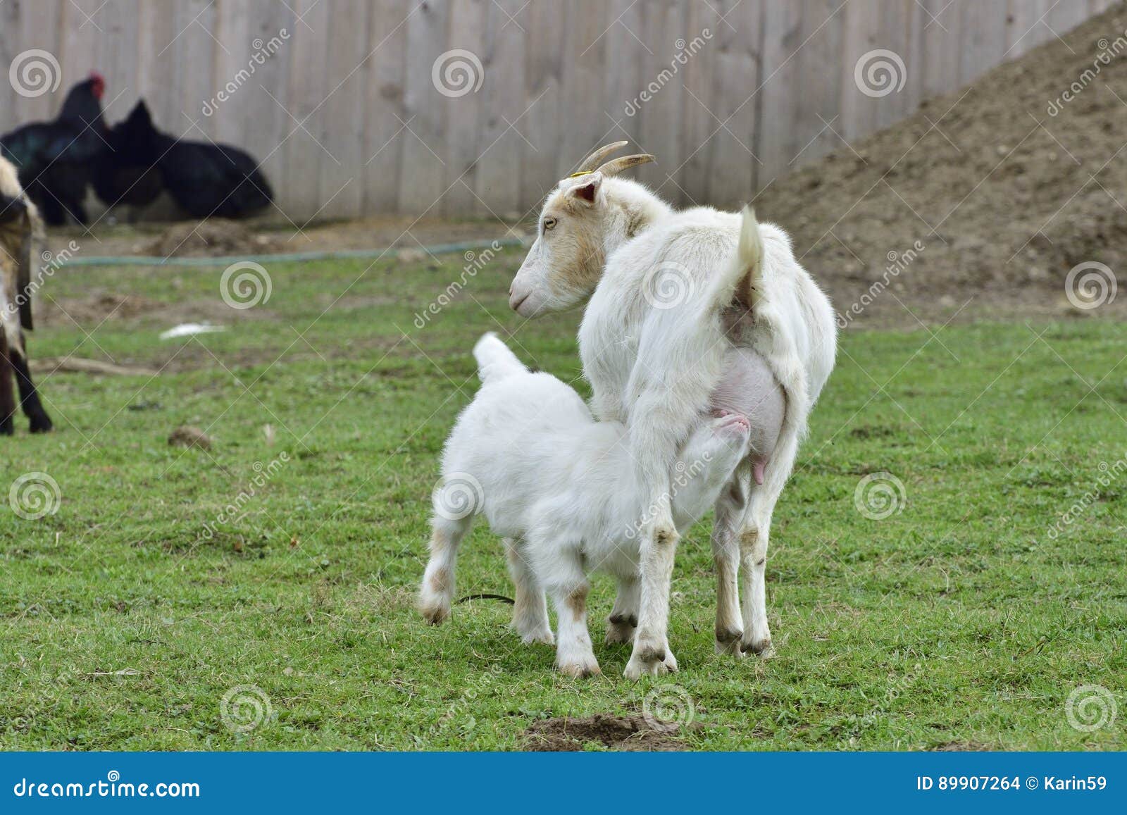 White german goat stock photo. Image of white, portrait - 89907264