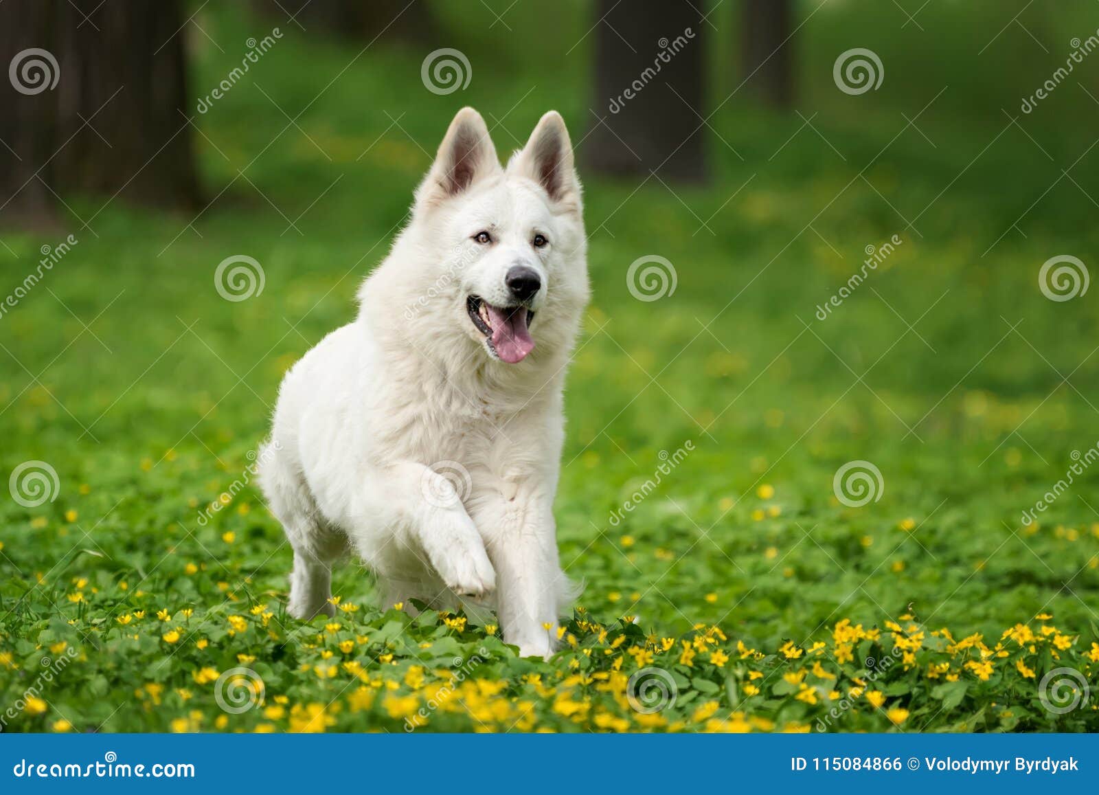 Berger Blanc Suisse White German Shepherd Stock Photo - Image of canine ...