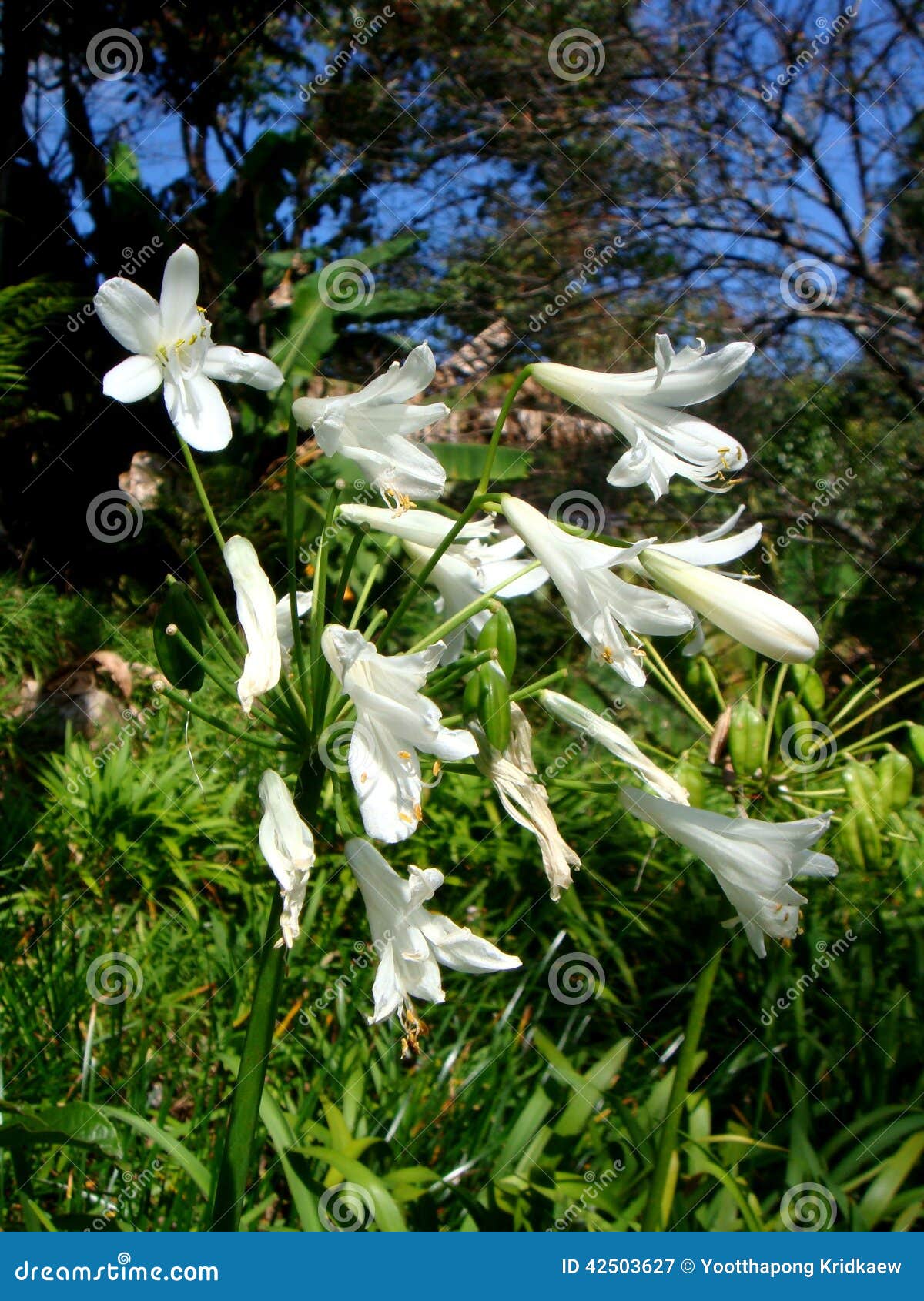 White Ghost, Euphorbia Lactea Plant Isolated On White Background ...