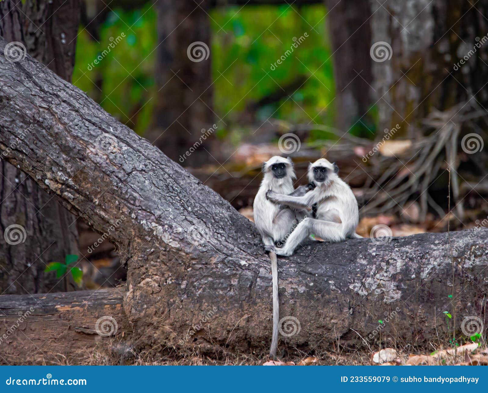 Two Monkey Friends Sitting On A Ledge Royalty-Free Stock Image ...