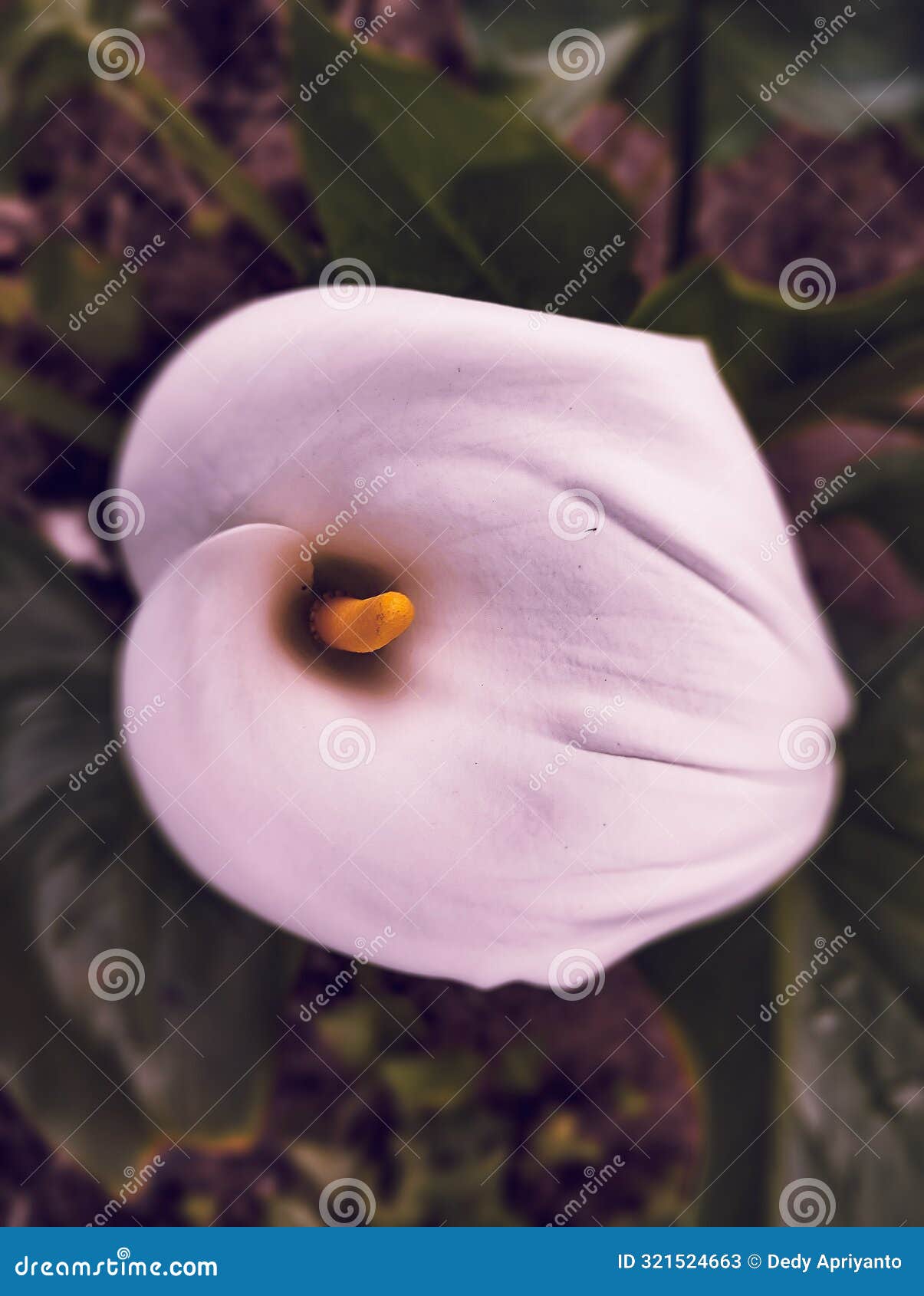 White Giant Arum Lily or Callum Lily in a Garden Stock Image - Image of ...