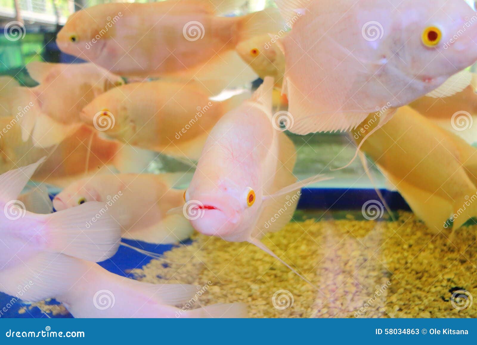 White giant gourami stock image. Image of eyes, white - 58034863
