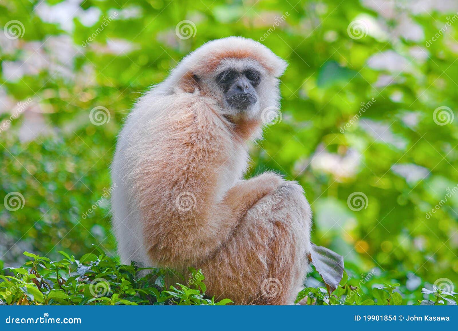 Wildlife Animal, Southern River Terrapin Batagur Affinis. Also Known As ...