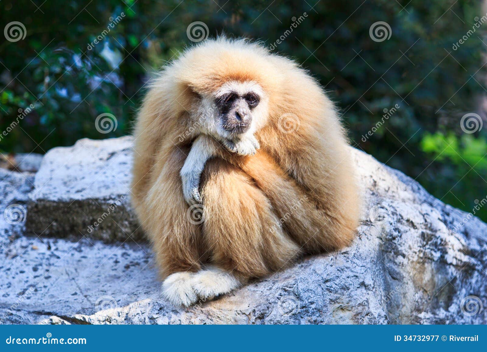 White Gibbon Royalty Free Stock Photography - Image: 34732977