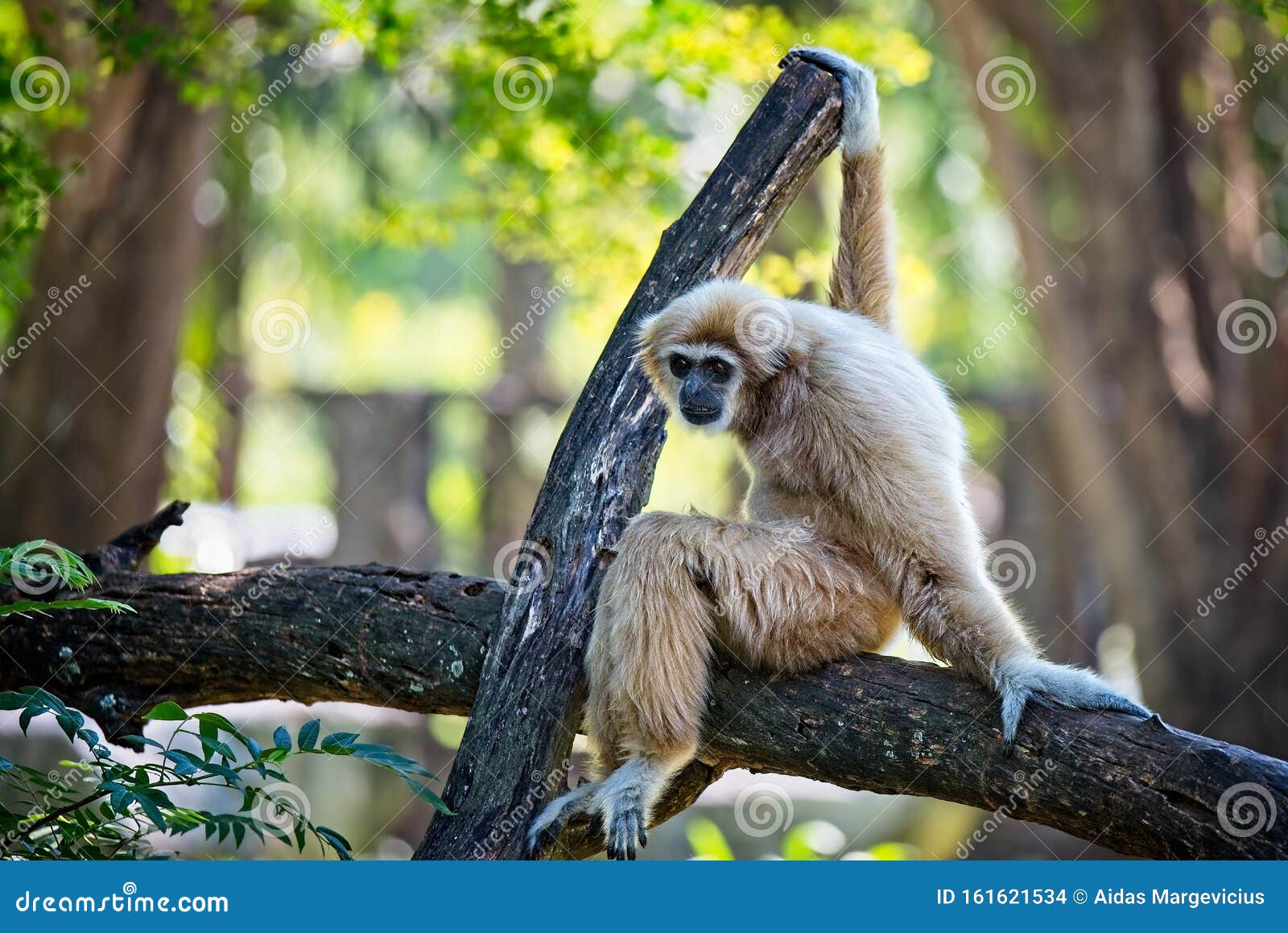 White gibbon on a tree stock photo. Image of beautiful - 161621534