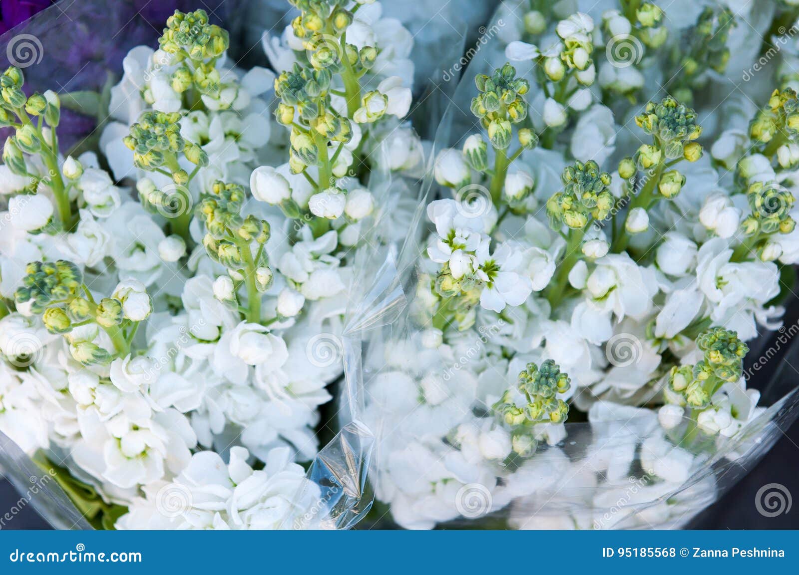 White Gillyflower Flowers Bouquete Stock Photo - Image of flower ...