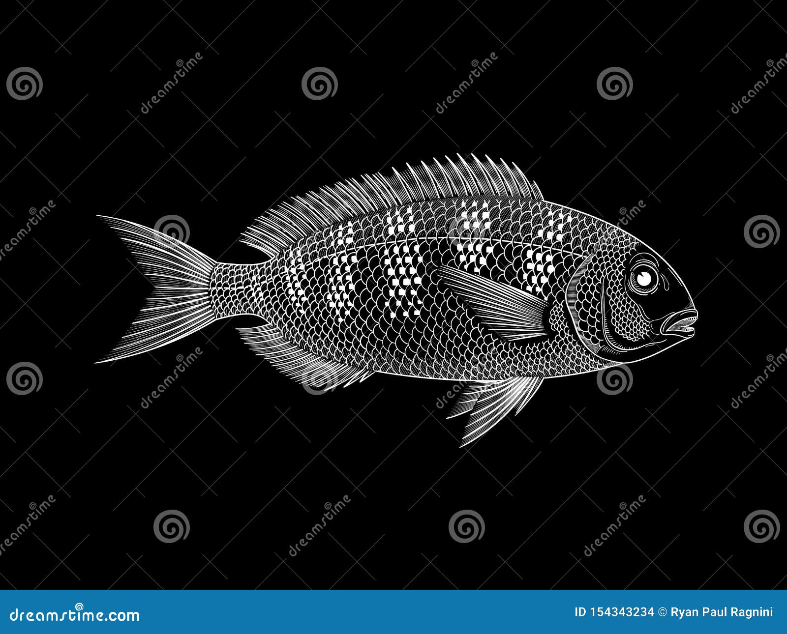Red Sea Bream Vector Sketch Illustration Clip-art | CartoonDealer.com ...