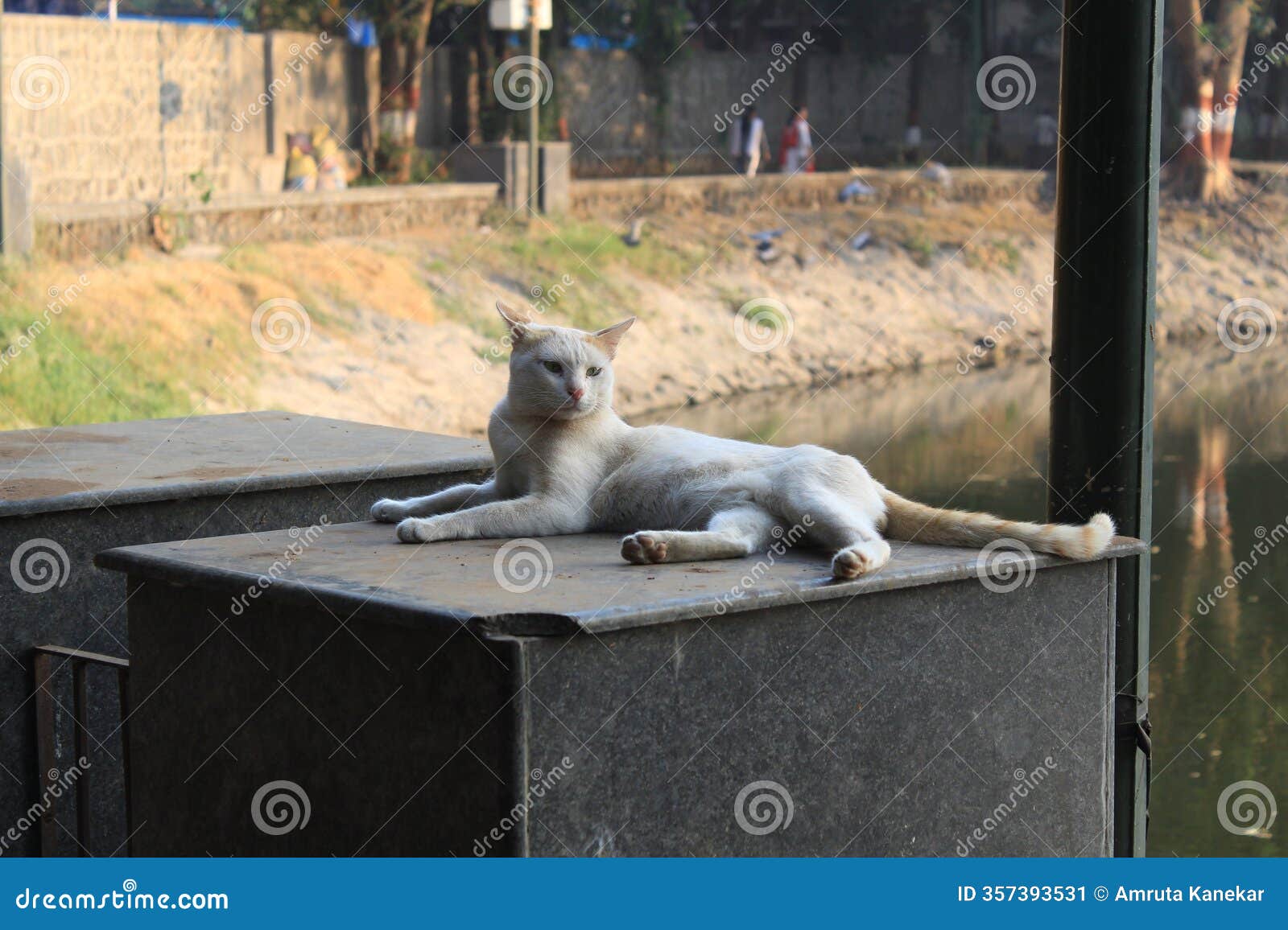 White-and-ginger Cat Looks From Behind A Gray Wall And Looks Ahead, Cat ...