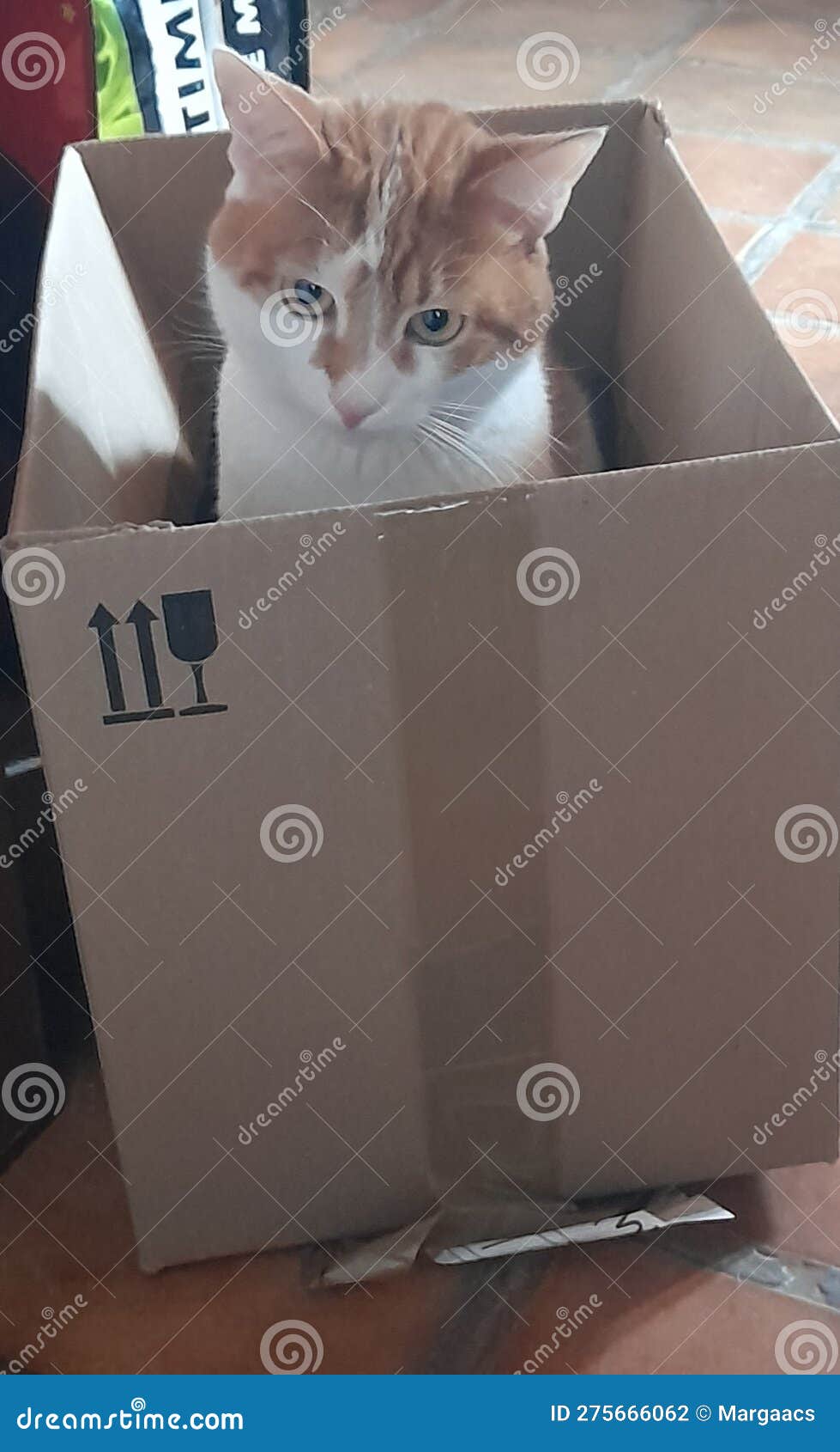 White and Ginger Cat Sitting in a Box Stock Photo - Image of hide ...