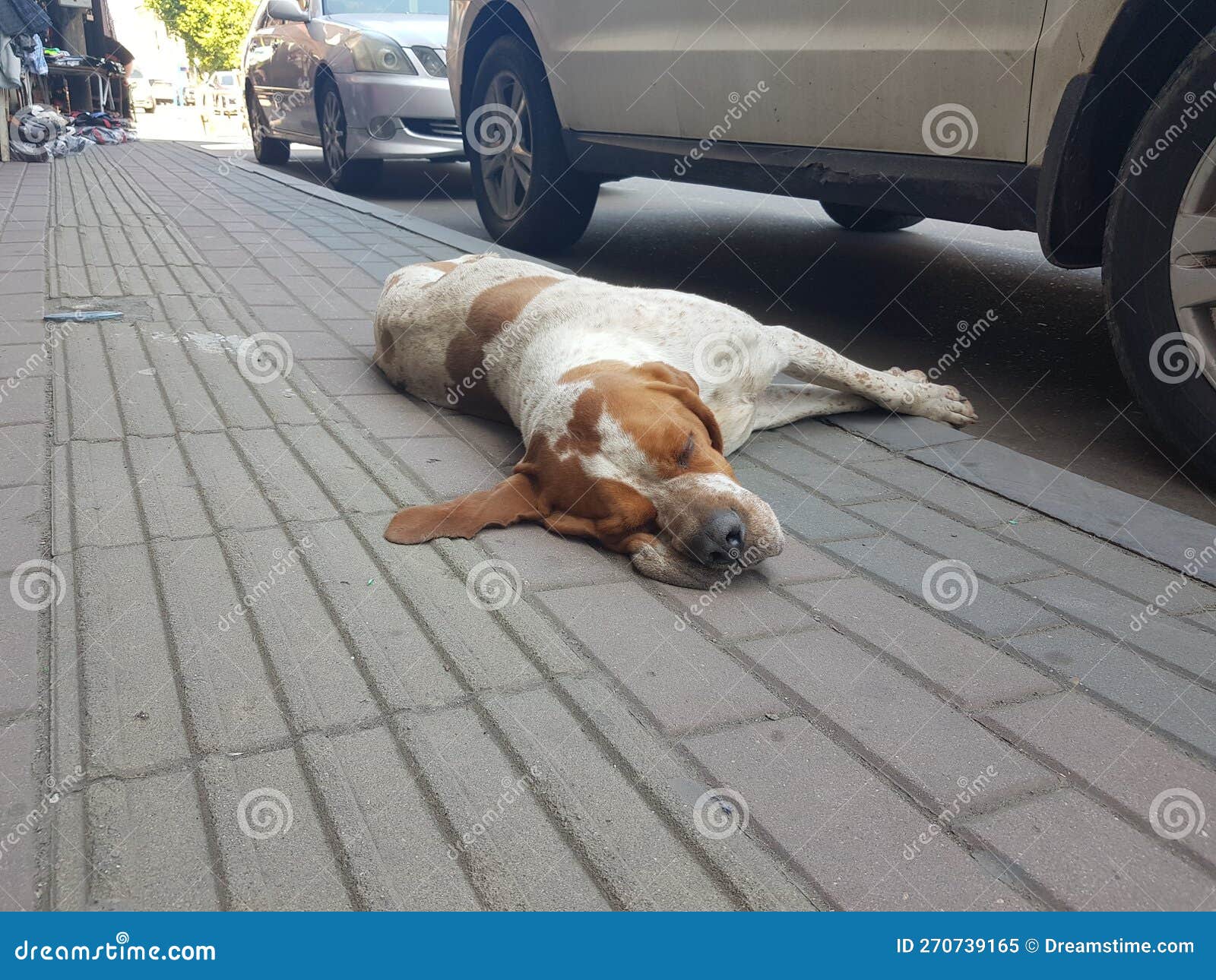 White Ginger Dog Lying on the Street Stock Image - Image of loneliness ...