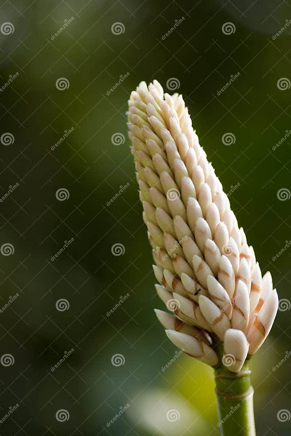 White Ginger Flower stock image. Image of plant, space - 9986175