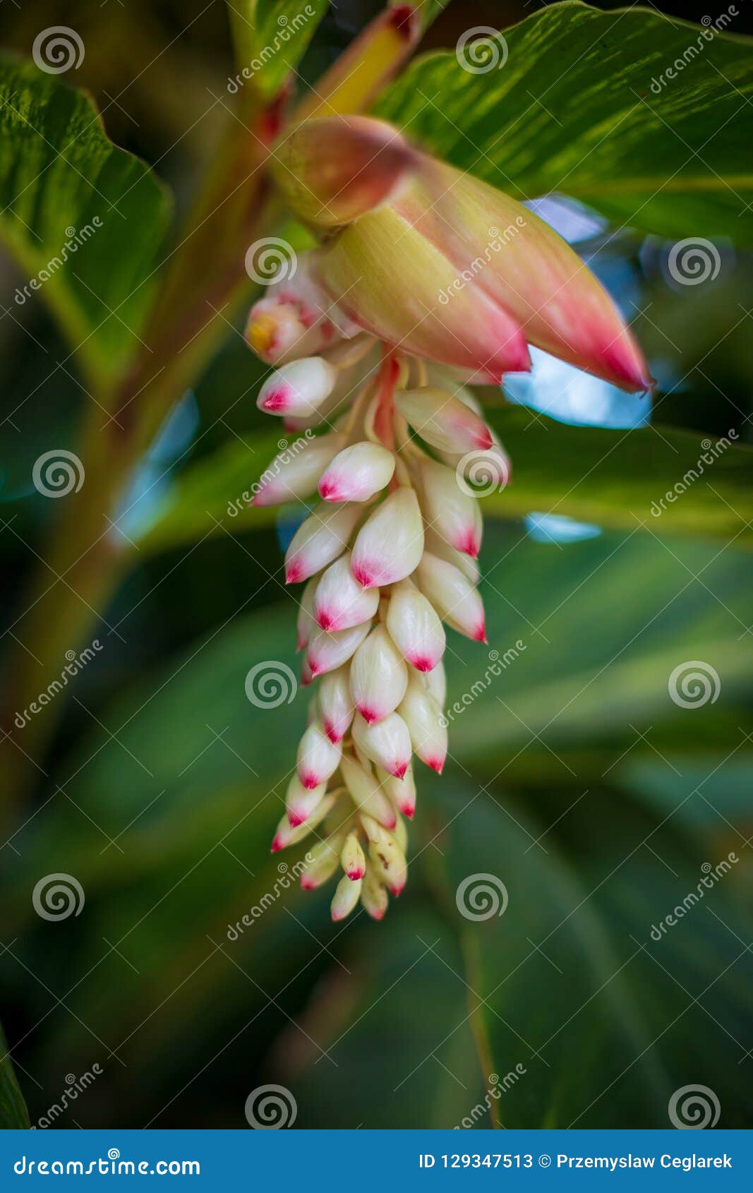 White Ginger Flower in Nature Stock Image - Image of flower, shells ...