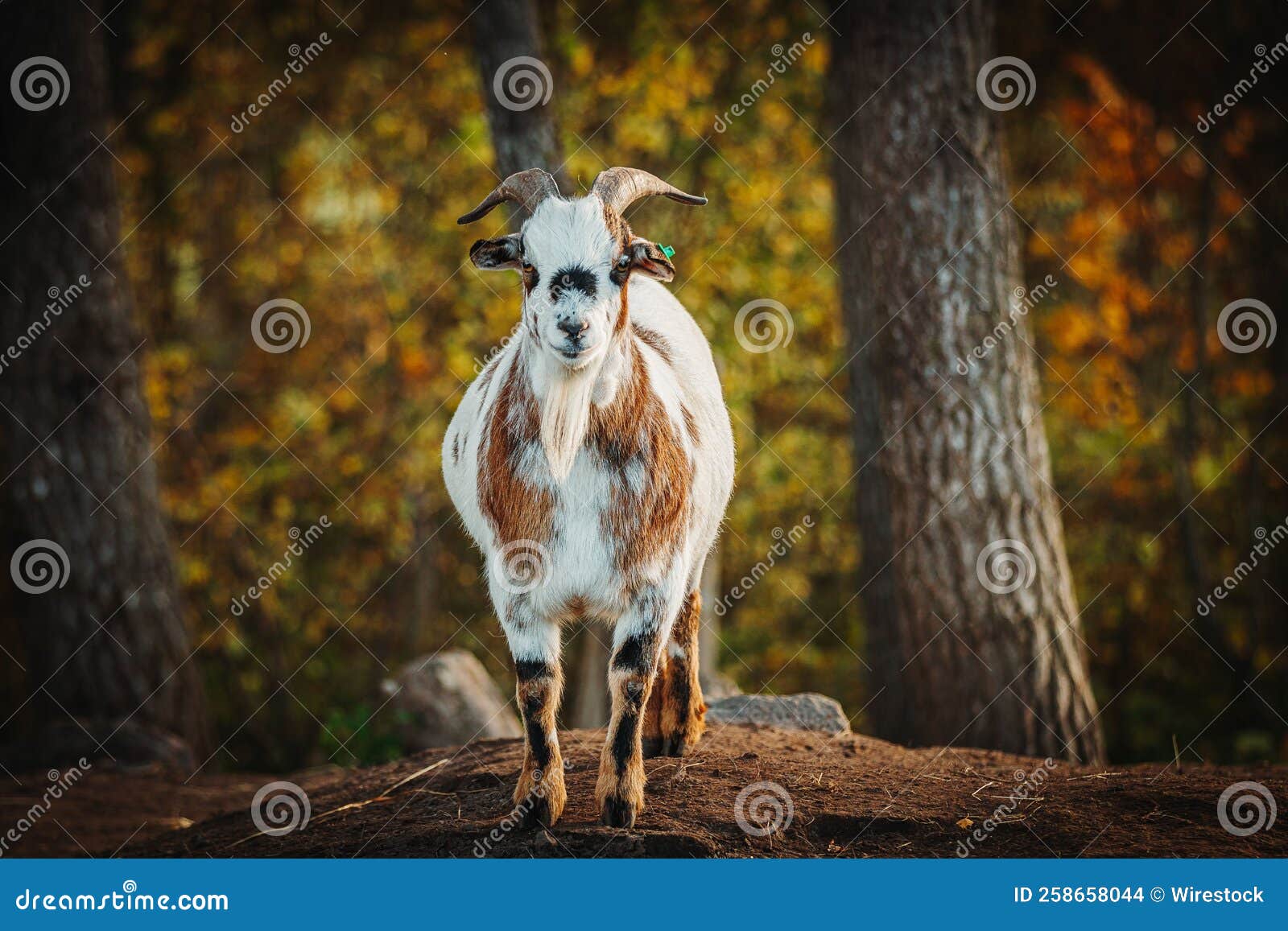 White and Ginger Goat Standing in a Forest Alone Surrounded by ...