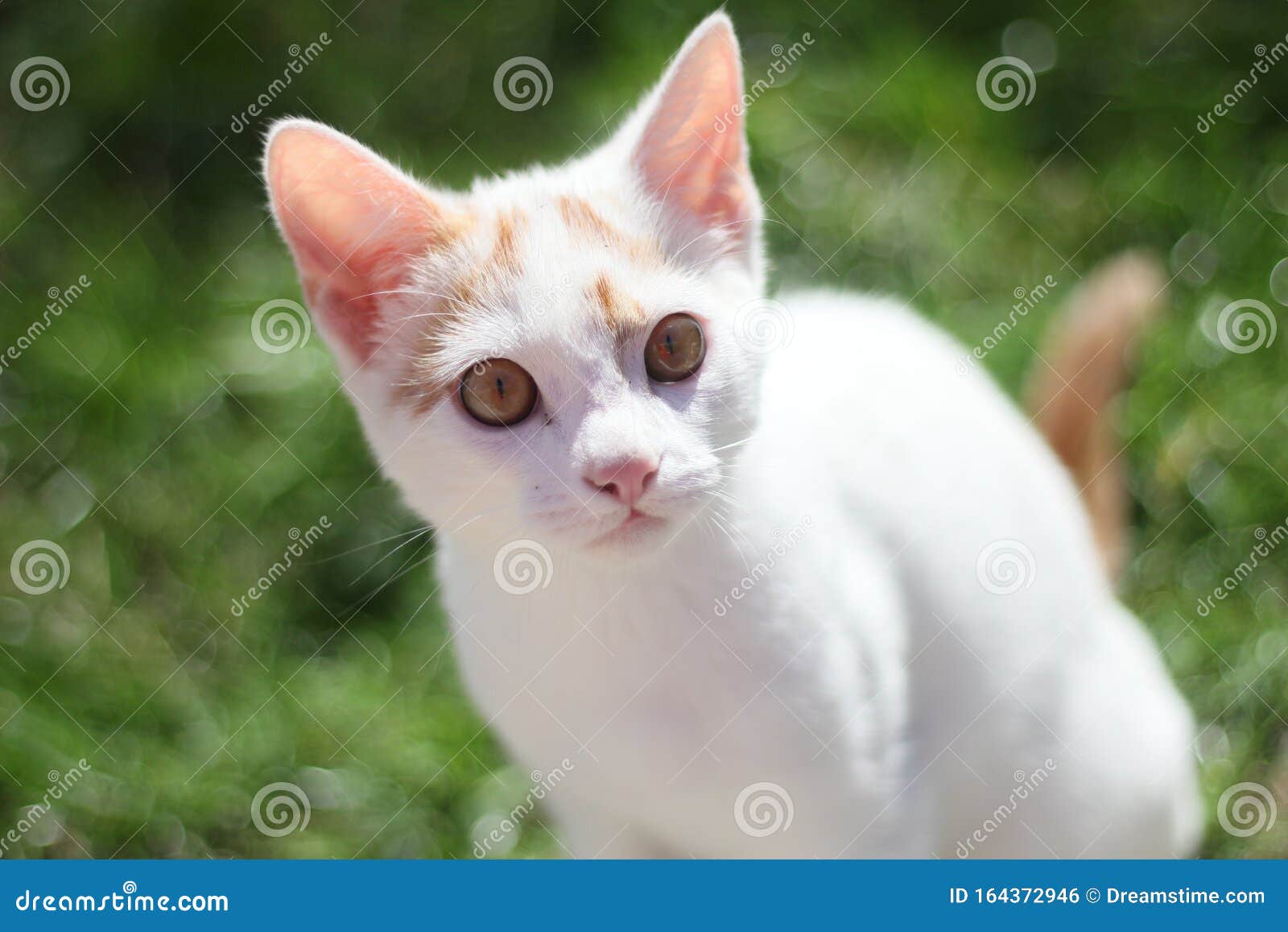White and ginger kitten stock photo. Image of kitten - 164372946