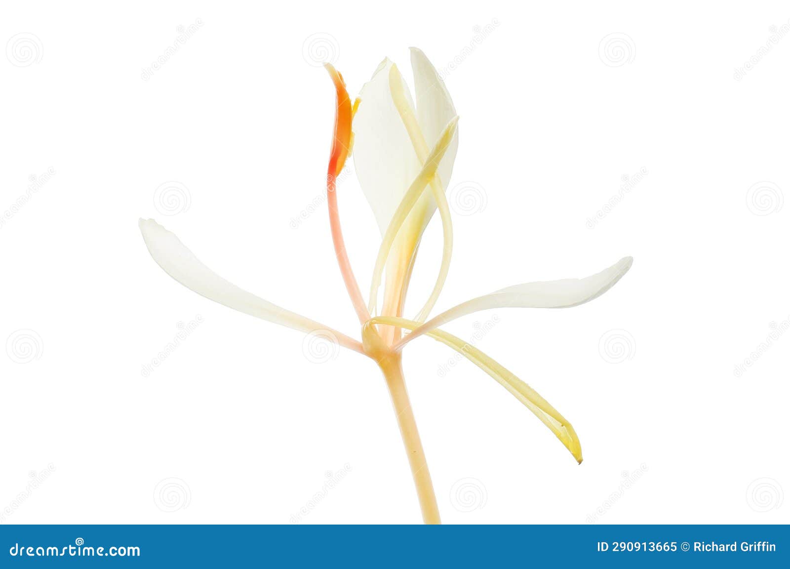 White ginger lily flower stock image. Image of background - 290913665