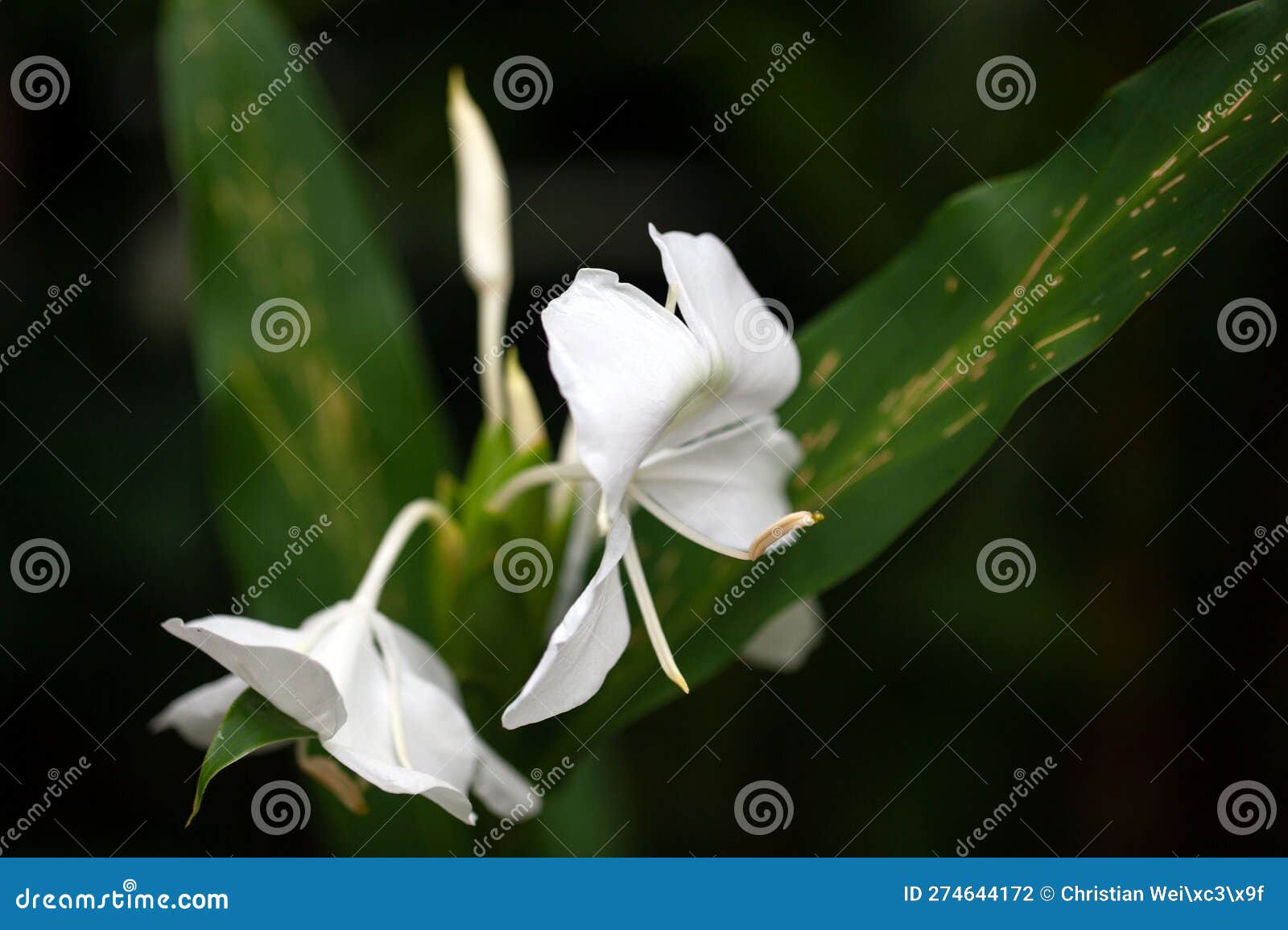 White Ginger Lily, Hedychium Coronarium Stock Photo - Image of ...