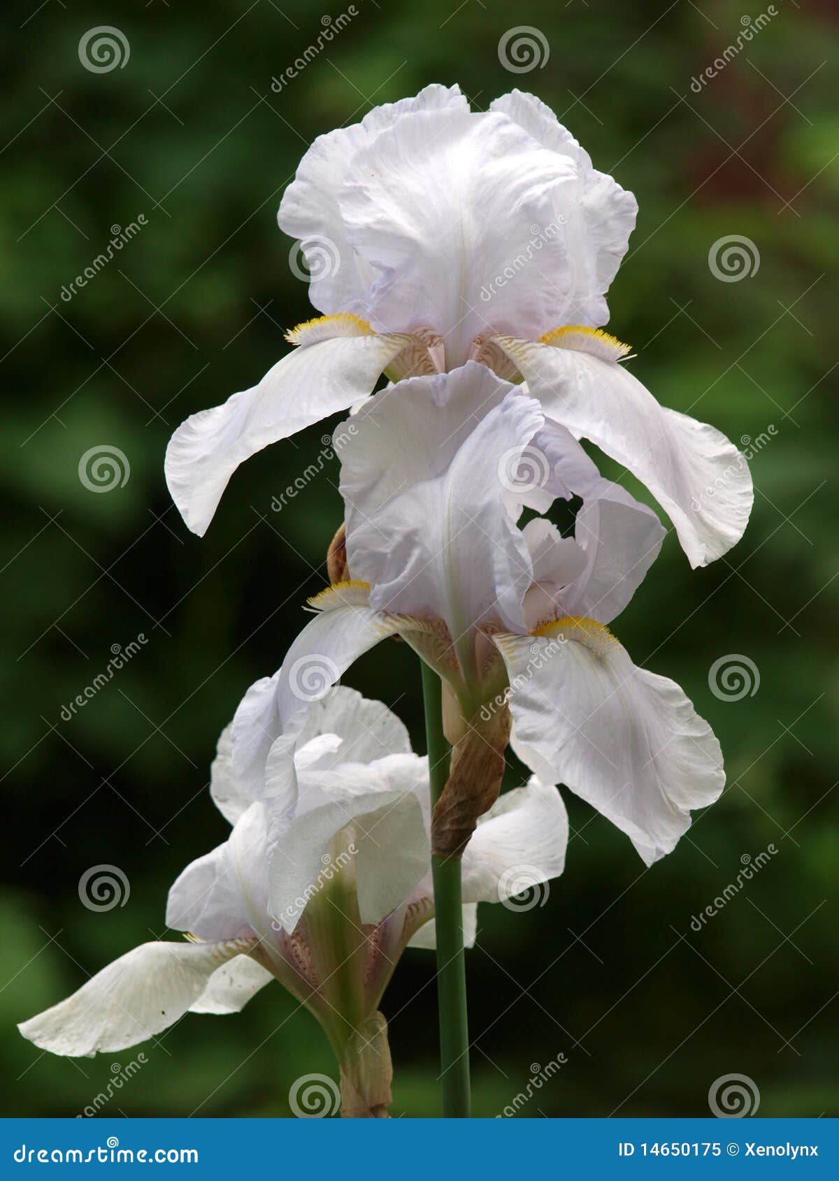 White gladiolus stock image. Image of flowers, three - 14650175