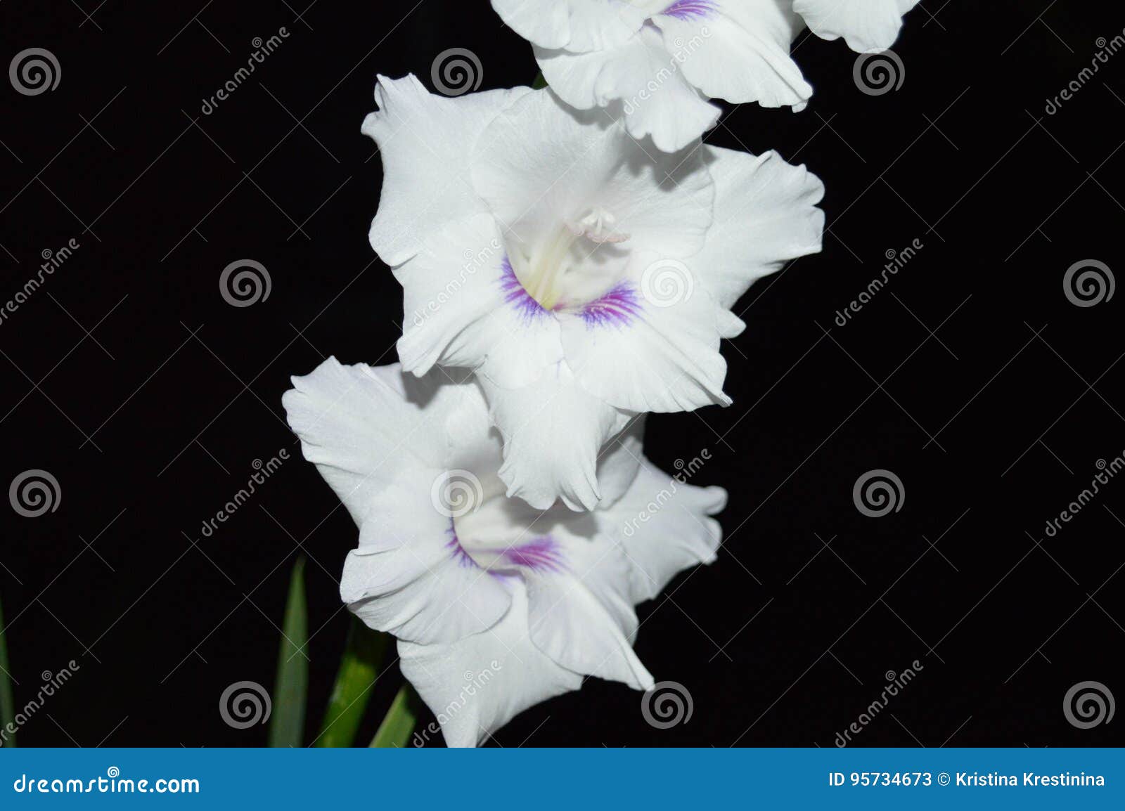 White gladiolus. stock image. Image of black, beautiful - 95734673